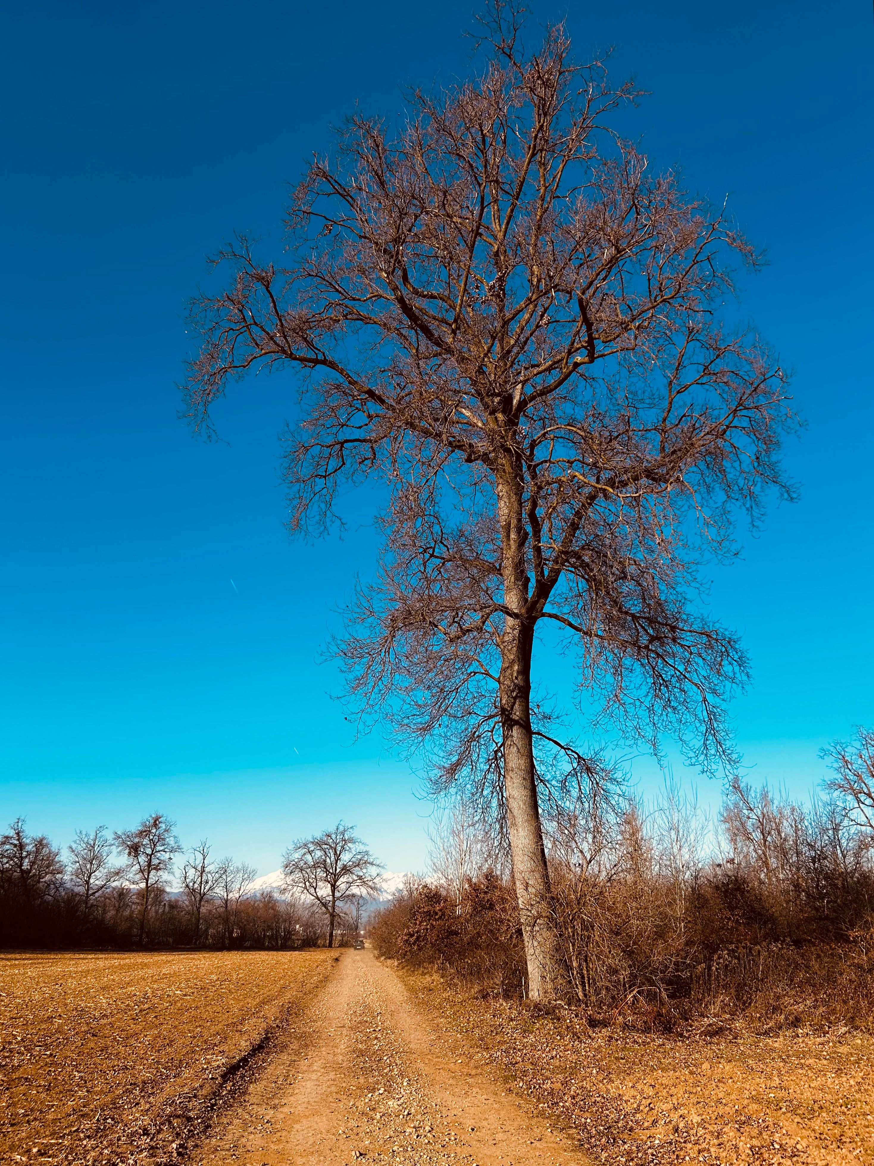 Solitary Tree on a Dirt Path Under Clear Sky · Free Stock Photo