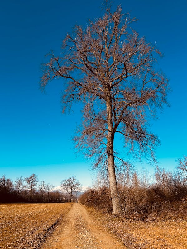 Big Tree Photos, Download The BEST Free Big Tree Stock Photos & HD Images
