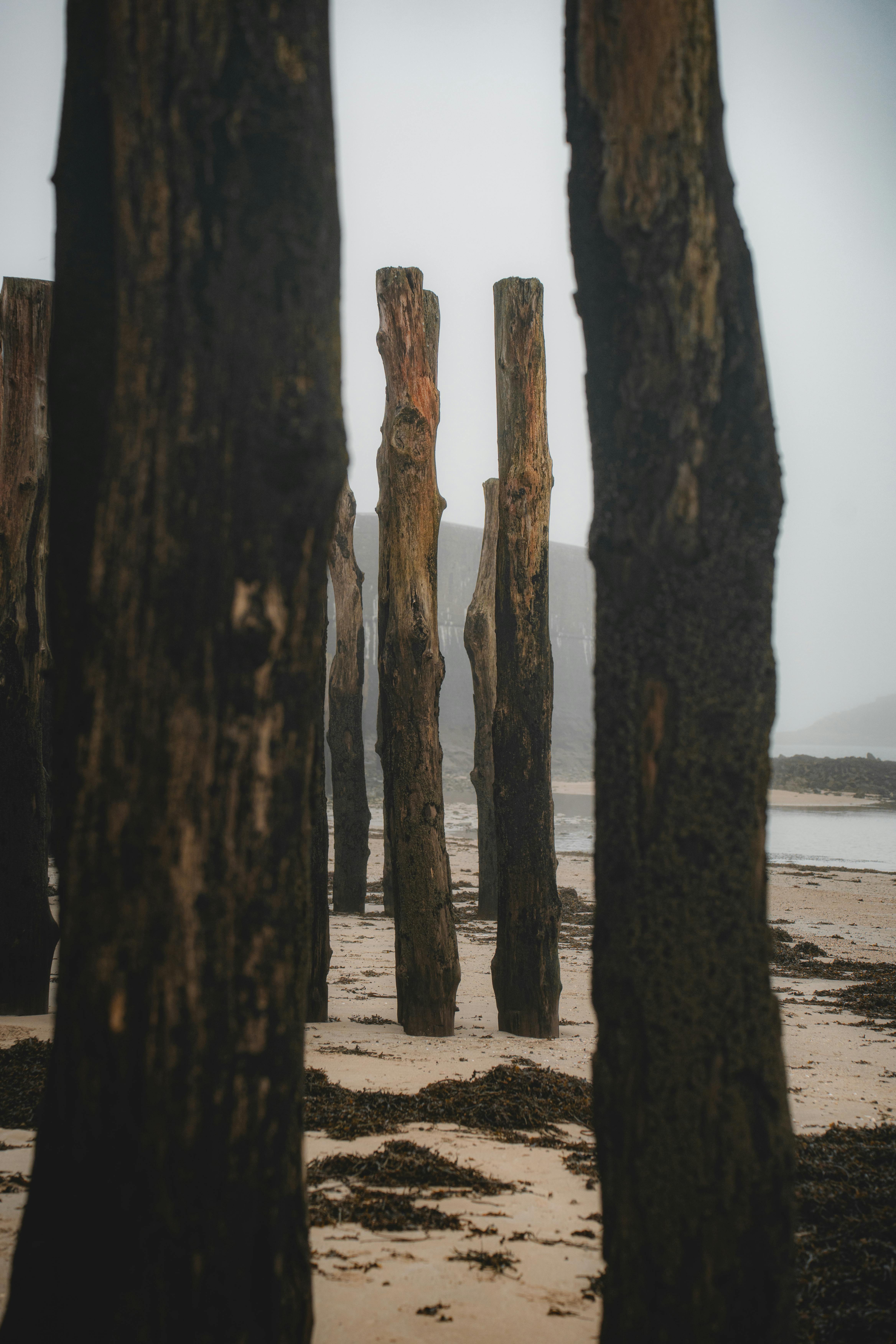 Weathered Wooden Posts on Saint-Malo Beach · Free Stock Photo