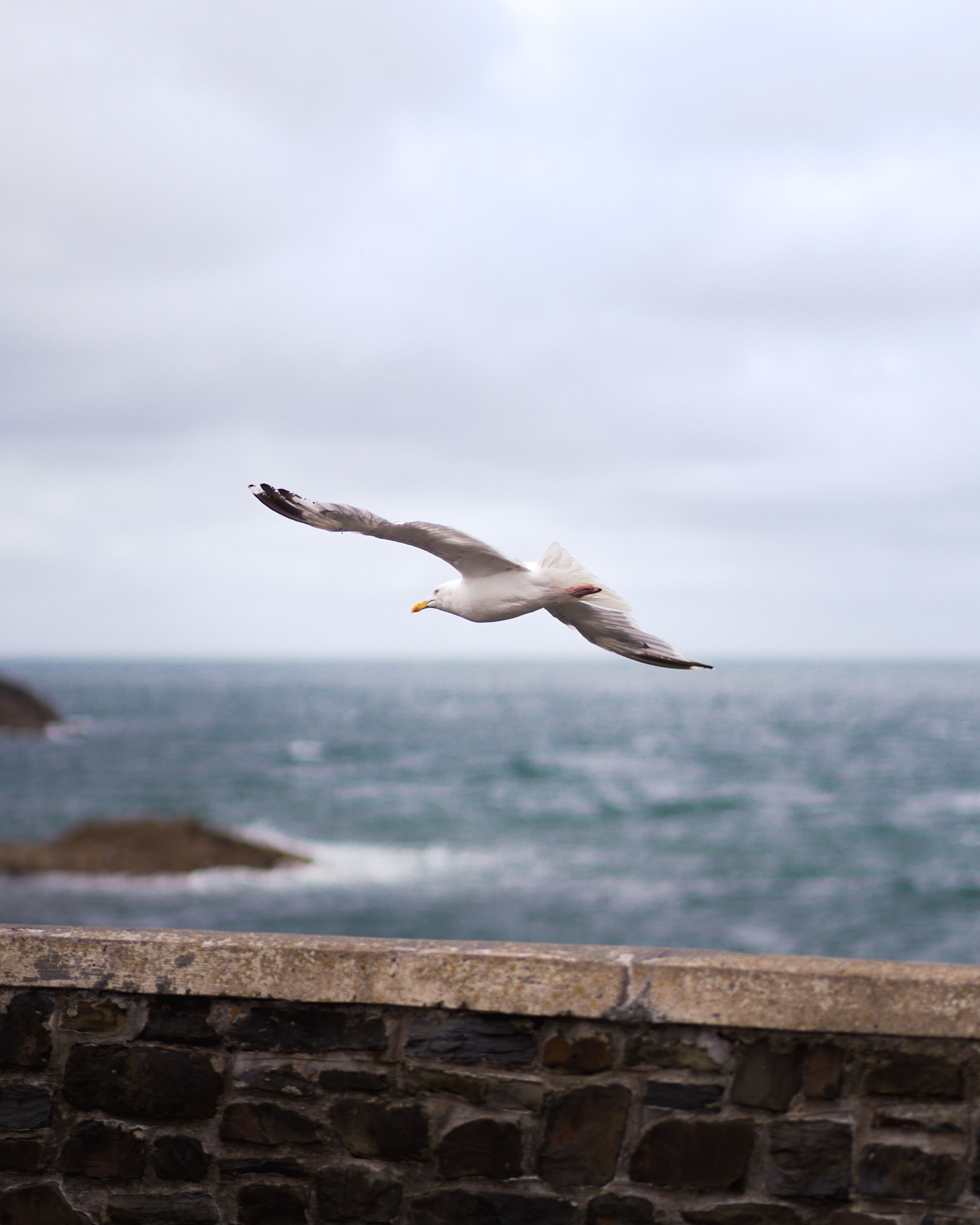 Close-UP Photography of Flying Seagull · Free Stock Photo