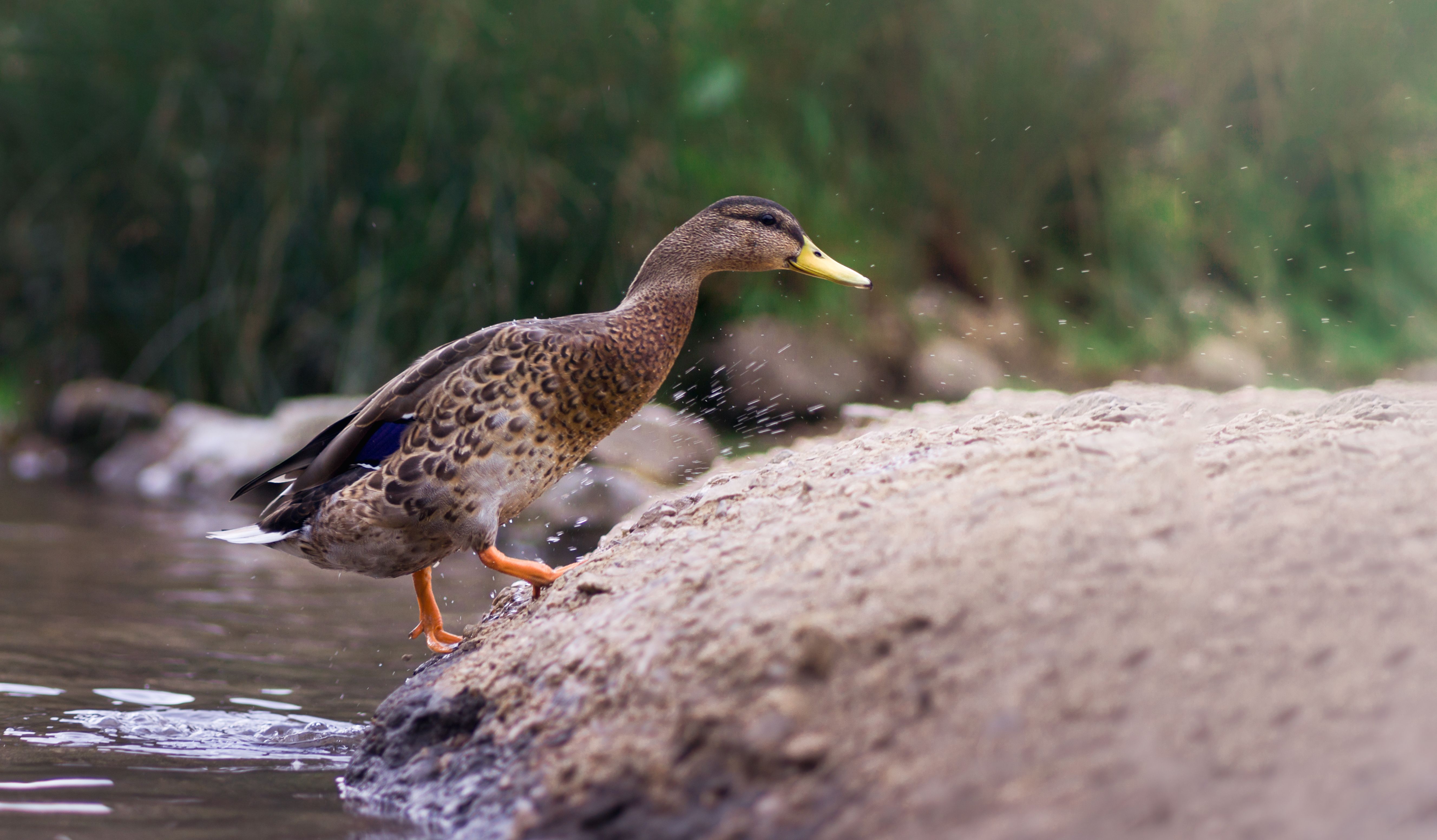Pato Real En La Orilla Del Agua En Su Hábitat Natural · Foto de stock ...