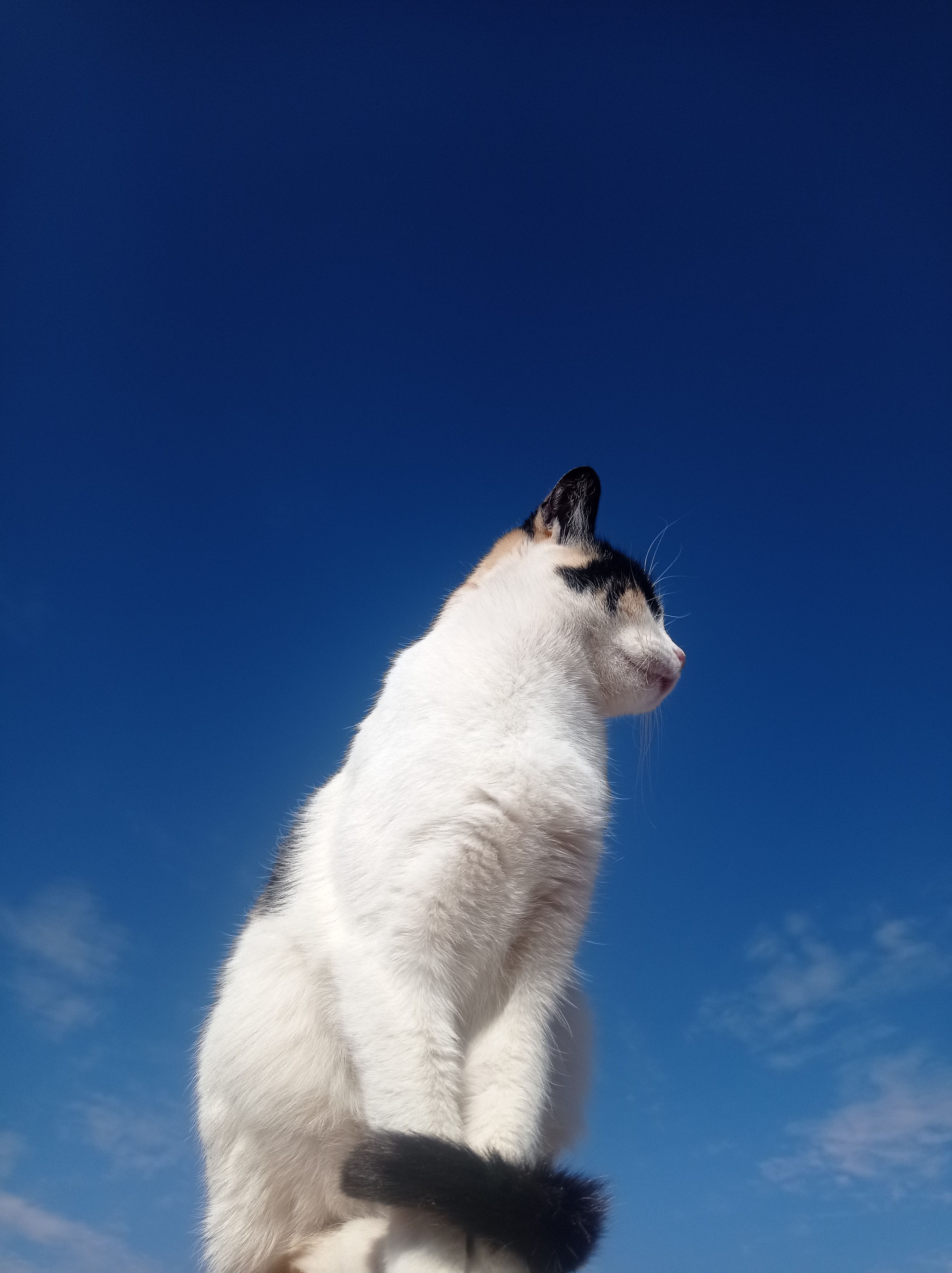Majestic Cat Under Clear Blue Sky · Free Stock Photo