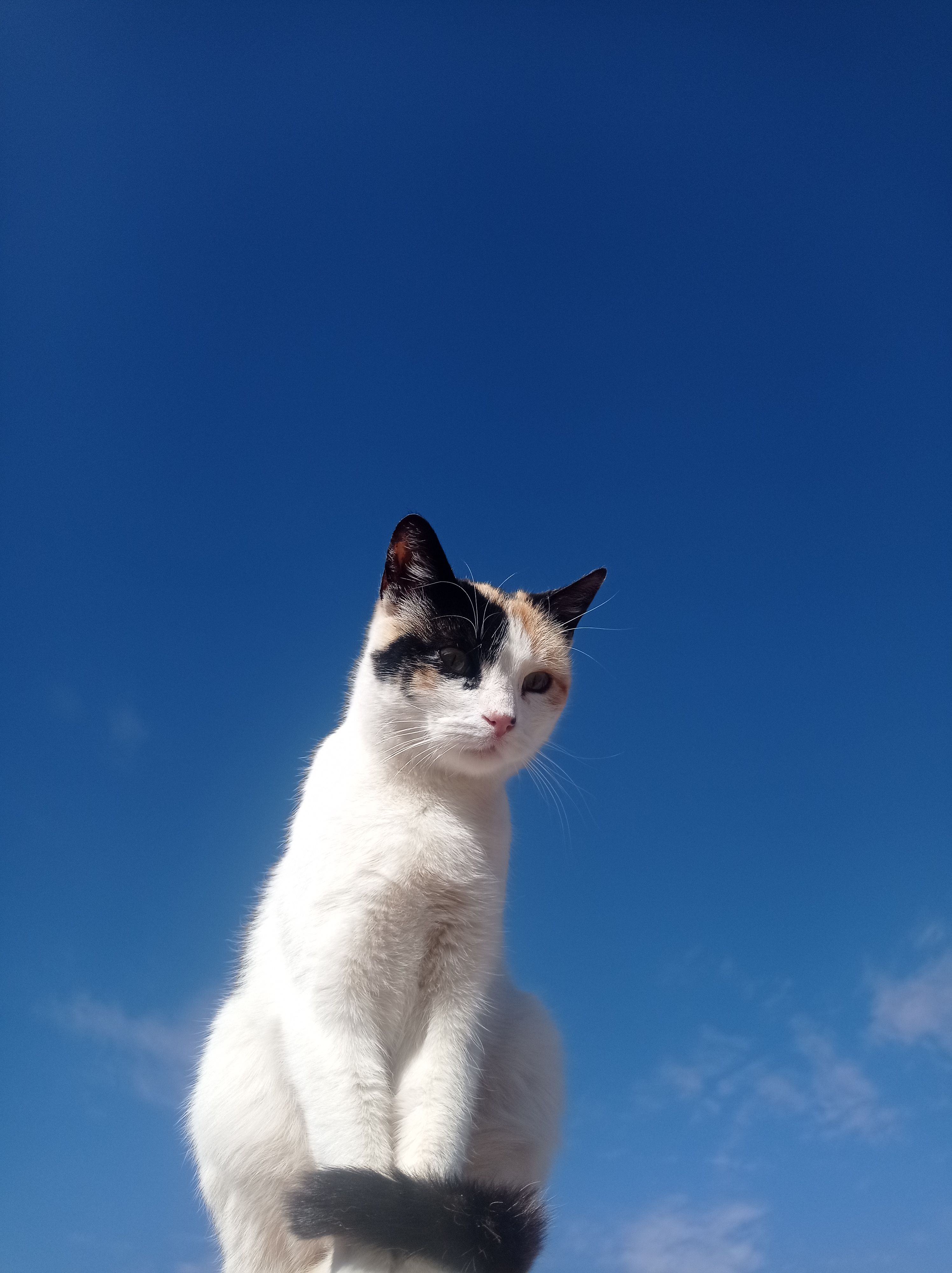 Playful Cat Under Clear Blue Sky · Free Stock Photo