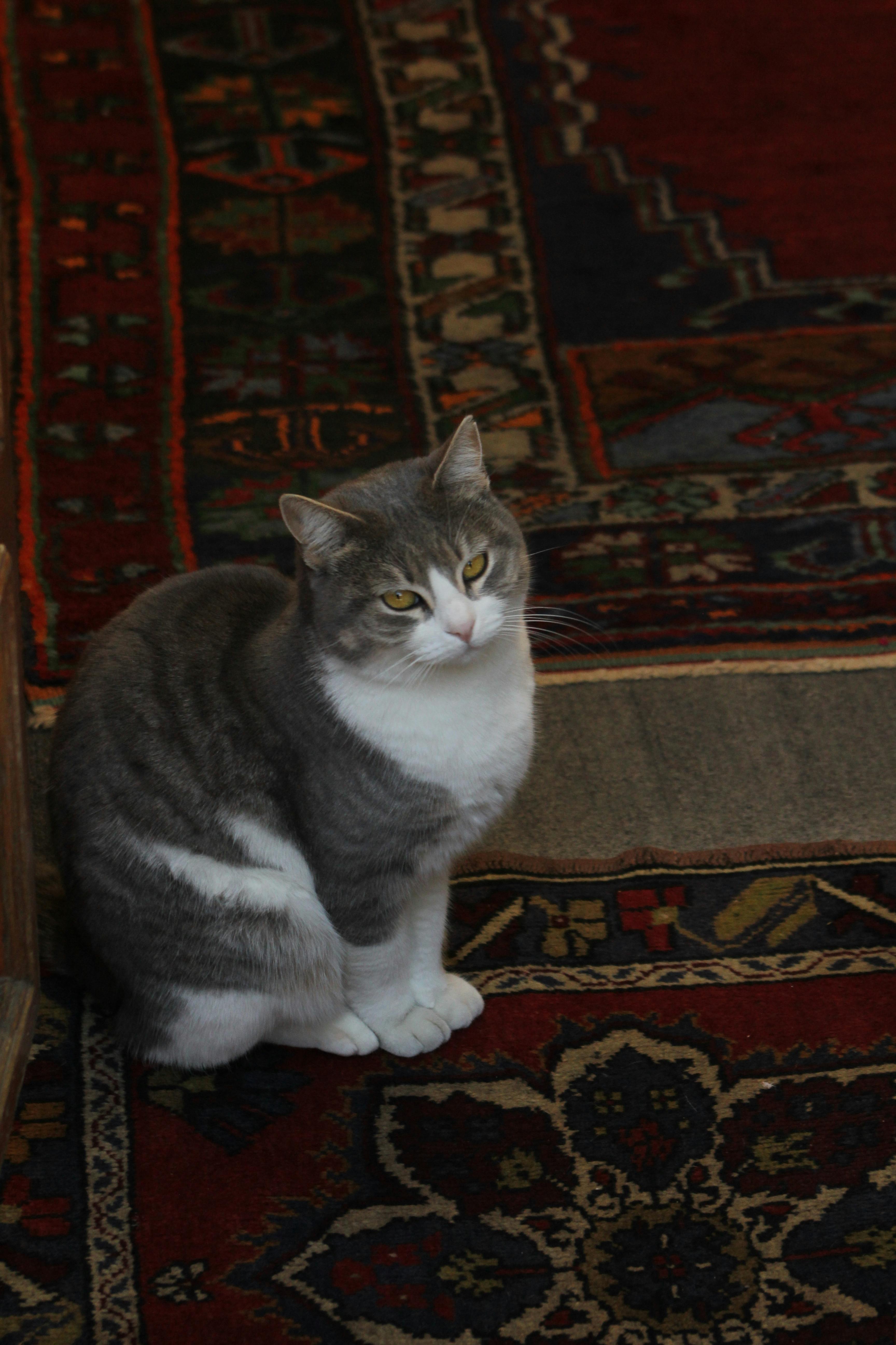Turkish Cat on Colorful Traditional Carpet · Free Stock Photo