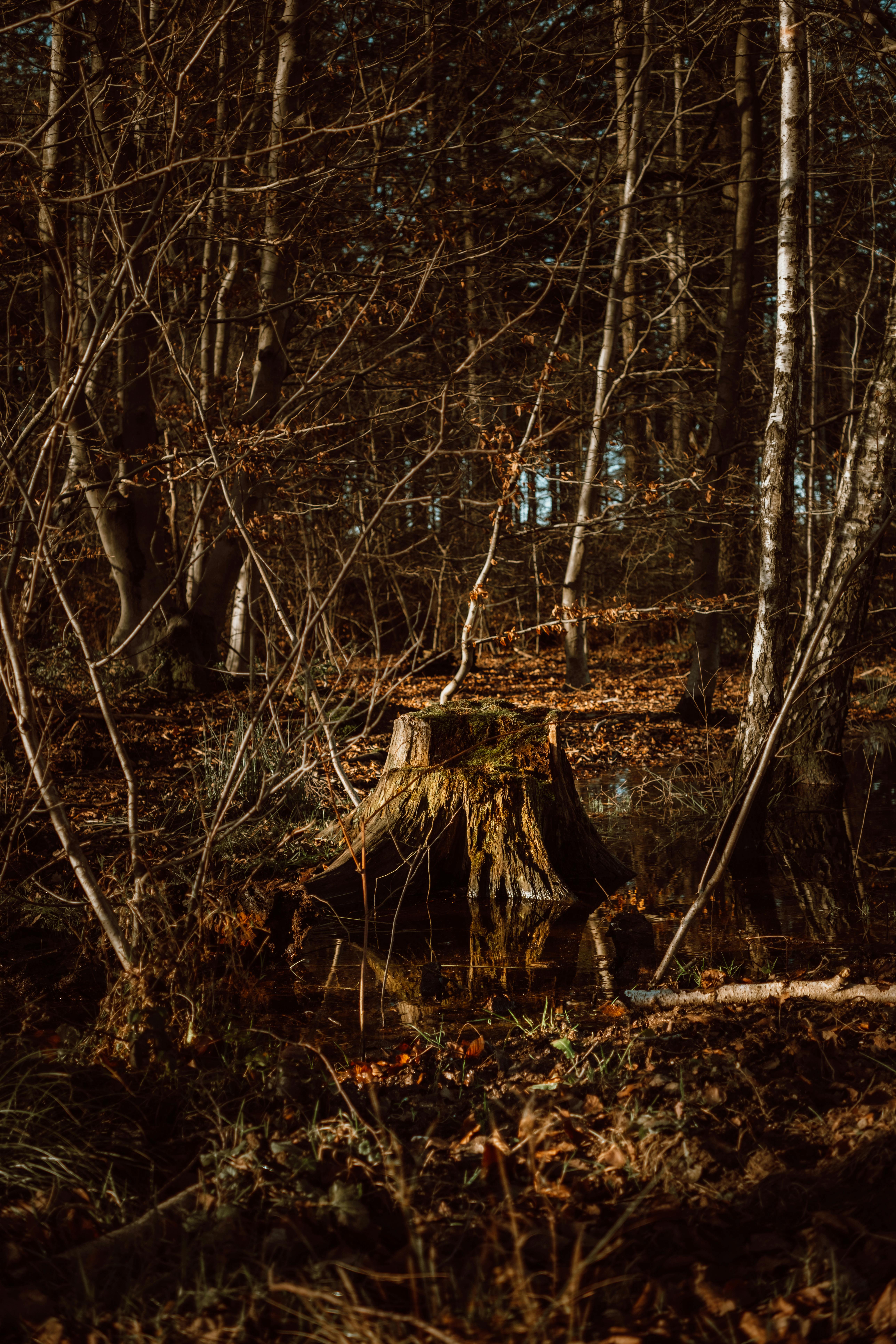 Antik Bog Photos, Download The BEST Free Antik Bog Stock Photos & HD Images