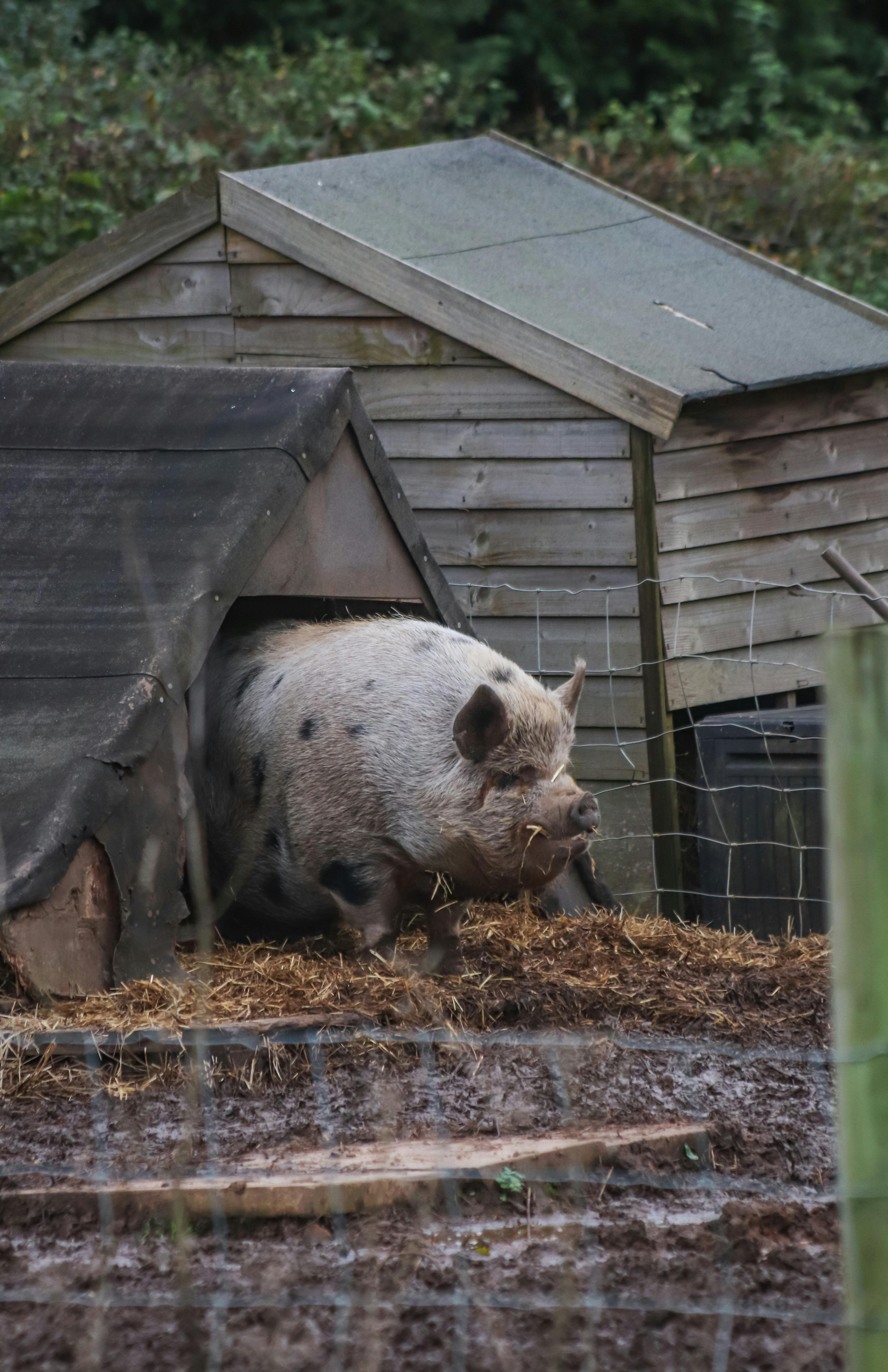 Large Pig in Wooden Farm Shelter Outdoors · Free Stock Photo