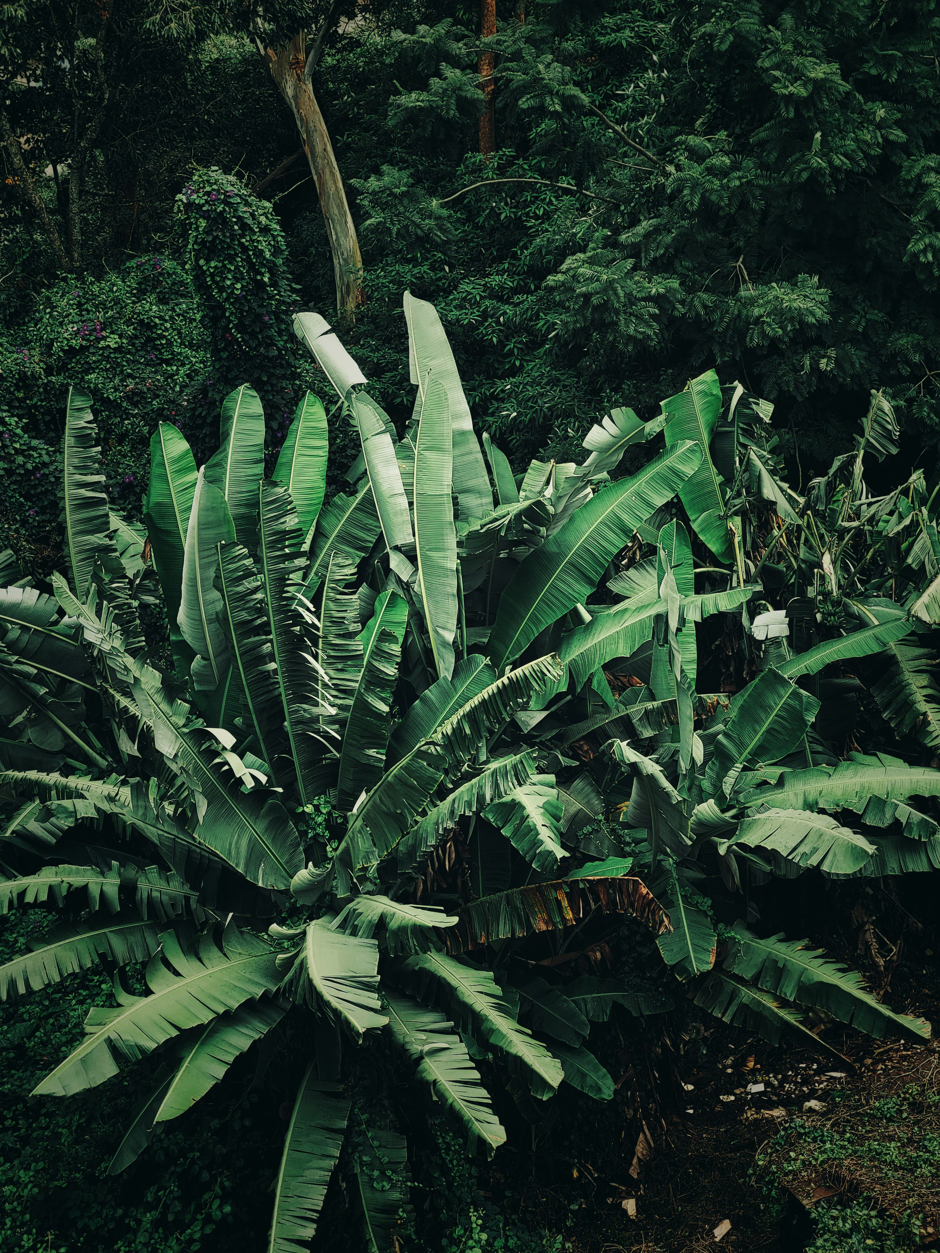 Lush Banana Plant in Tropical Garden Setting · Free Stock Photo