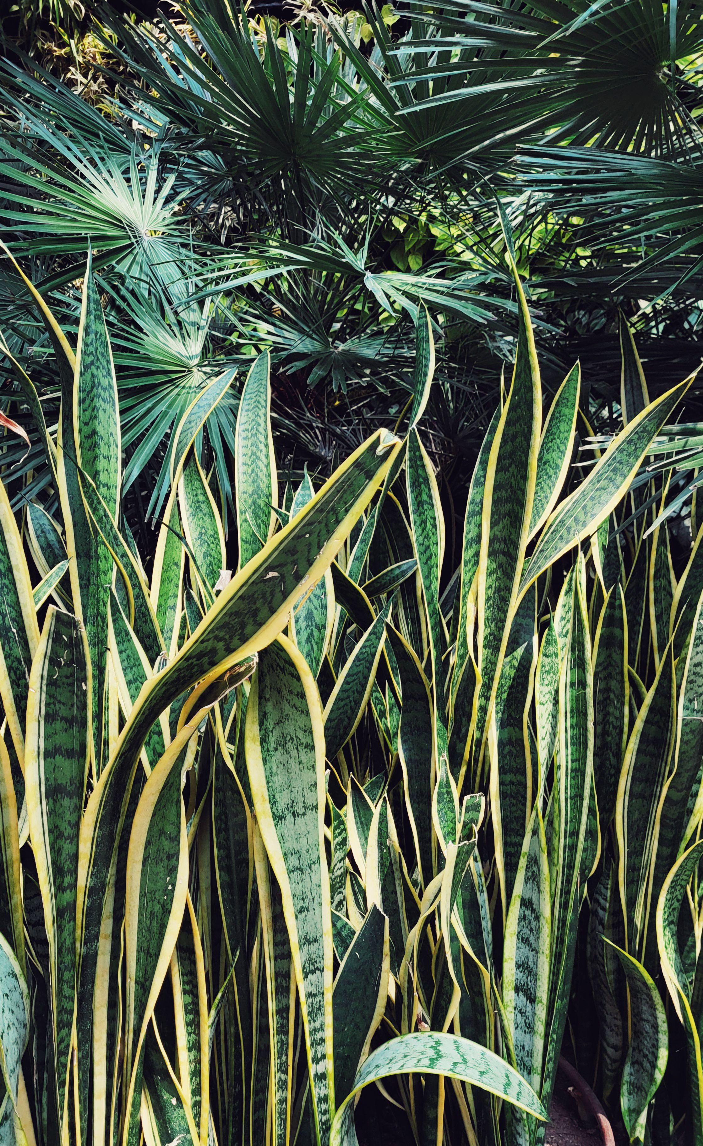 Lush Greenery of Sword-Like Snake Plants · Free Stock Photo