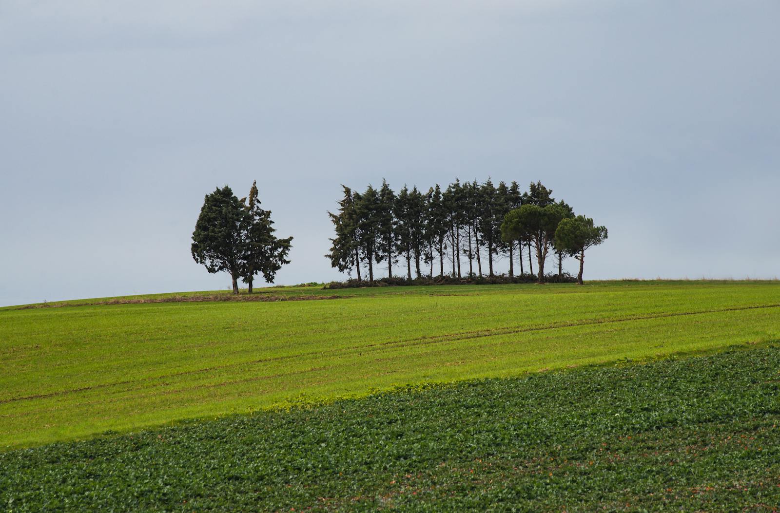 Tree Line Photos, Download The BEST Free Tree Line Stock Photos & HD Images