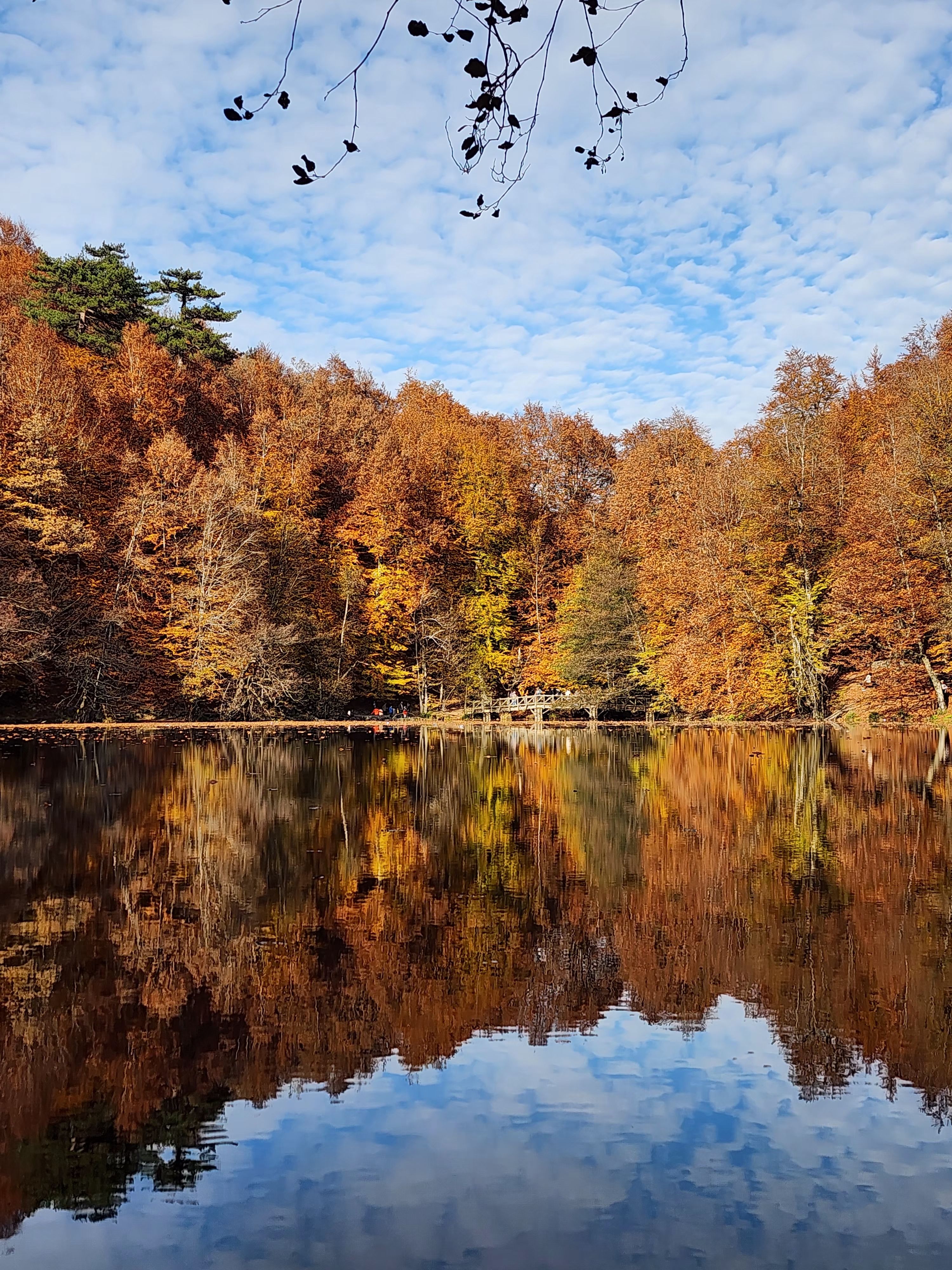Tranquil Autumn Lake Reflection in Forest · Free Stock Photo
