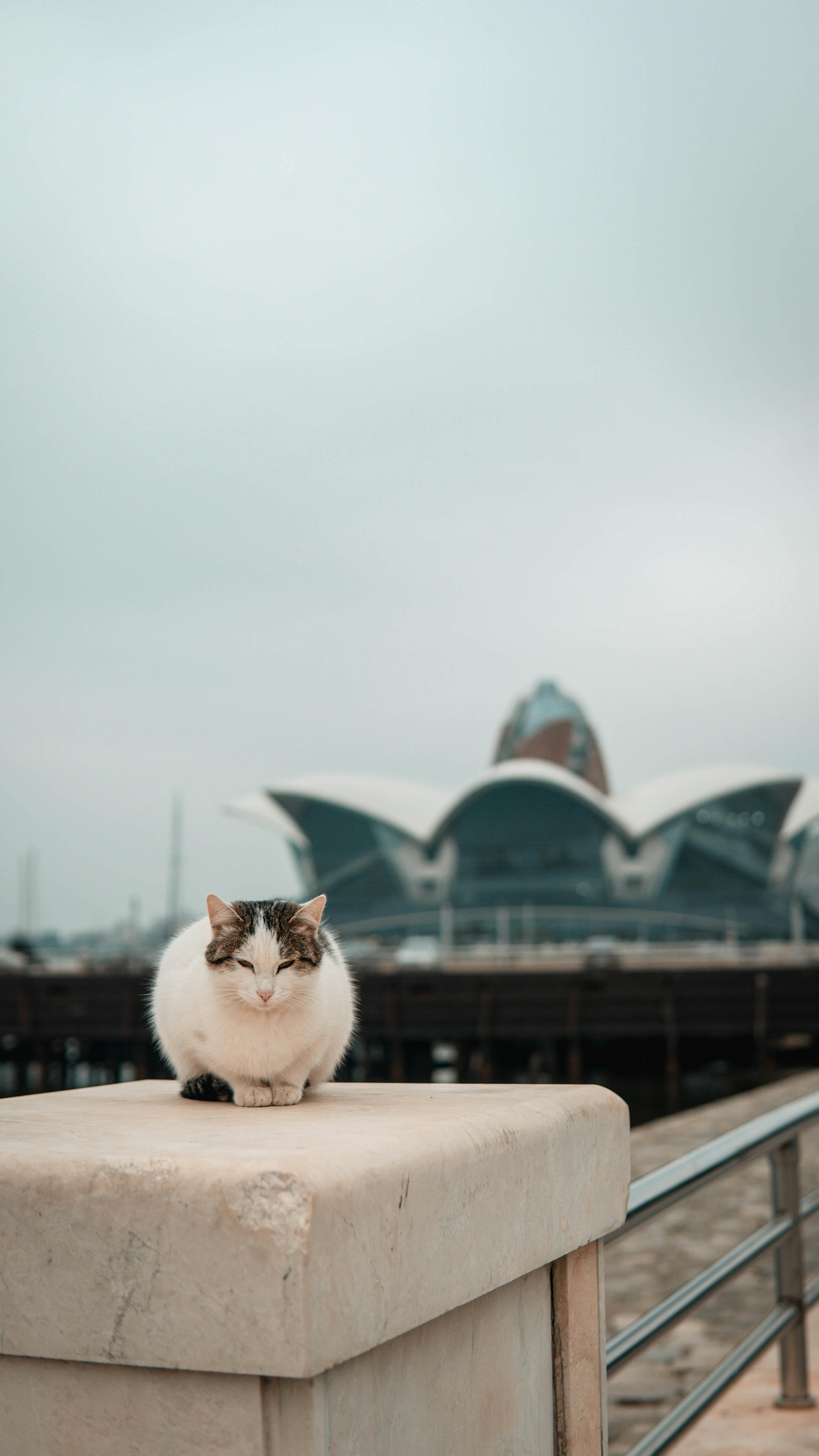 Gato Sereno Relajándose Junto A Un Lugar Emblemático · Foto de stock ...