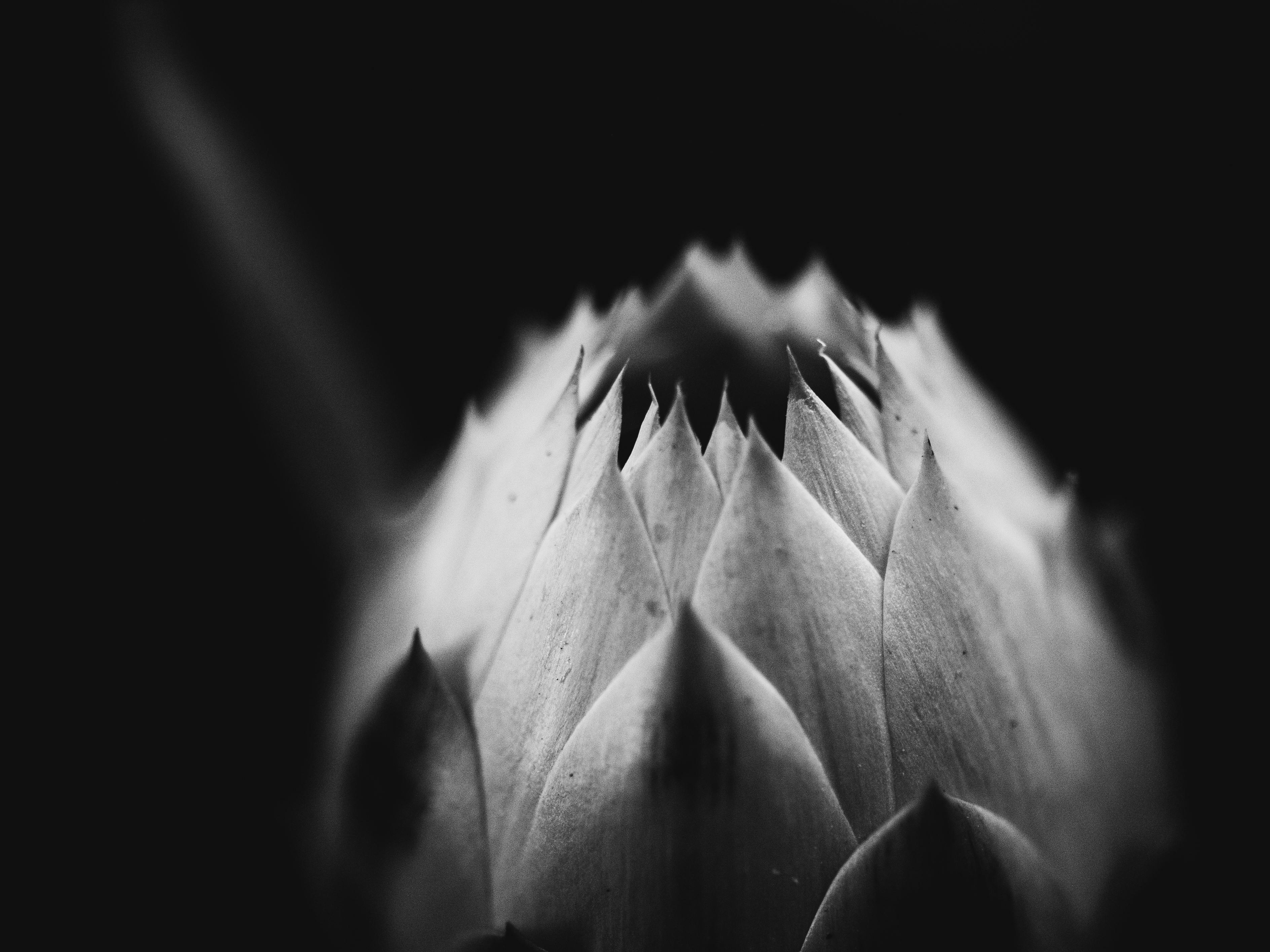 Monochrome Macro of Sharp Petal Edges of Flower · Free Stock Photo