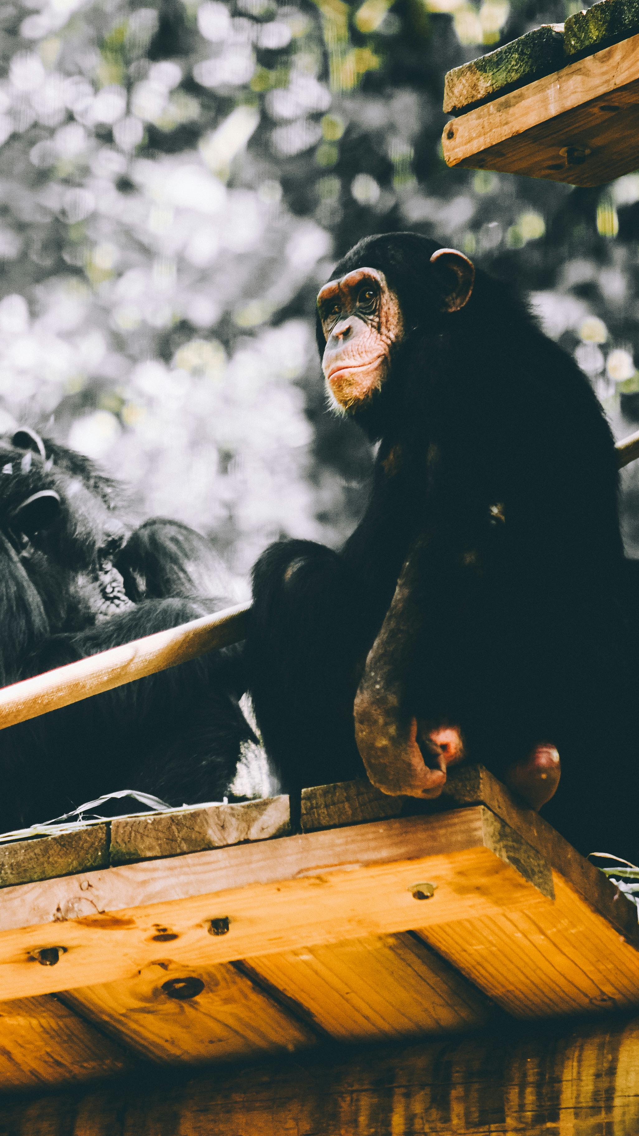 Structure Ape Photos, Download The BEST Free Structure Ape Stock Photos ...