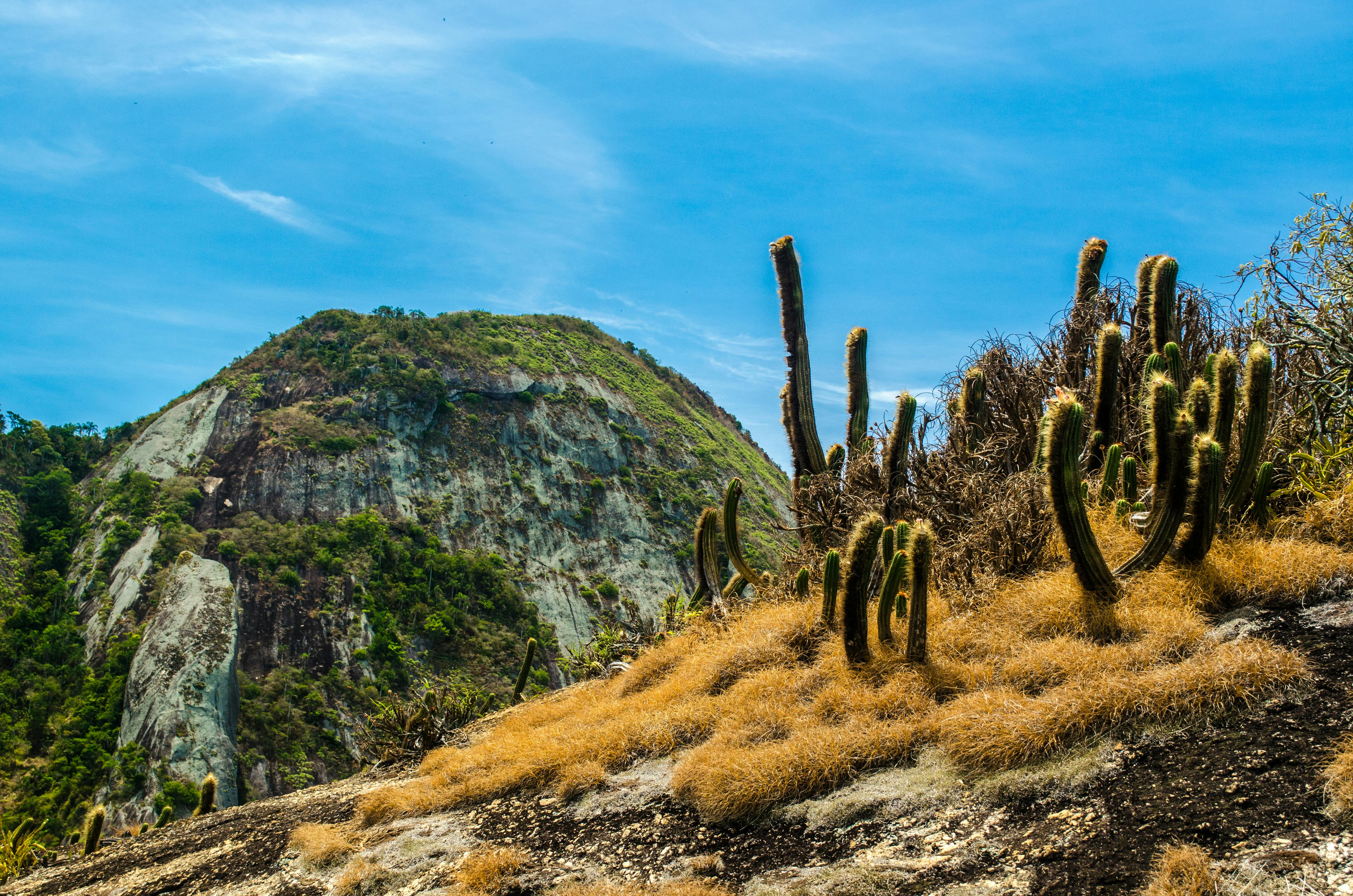 Cacti and Mountain View in Niterói, Brazil · Free Stock Photo
