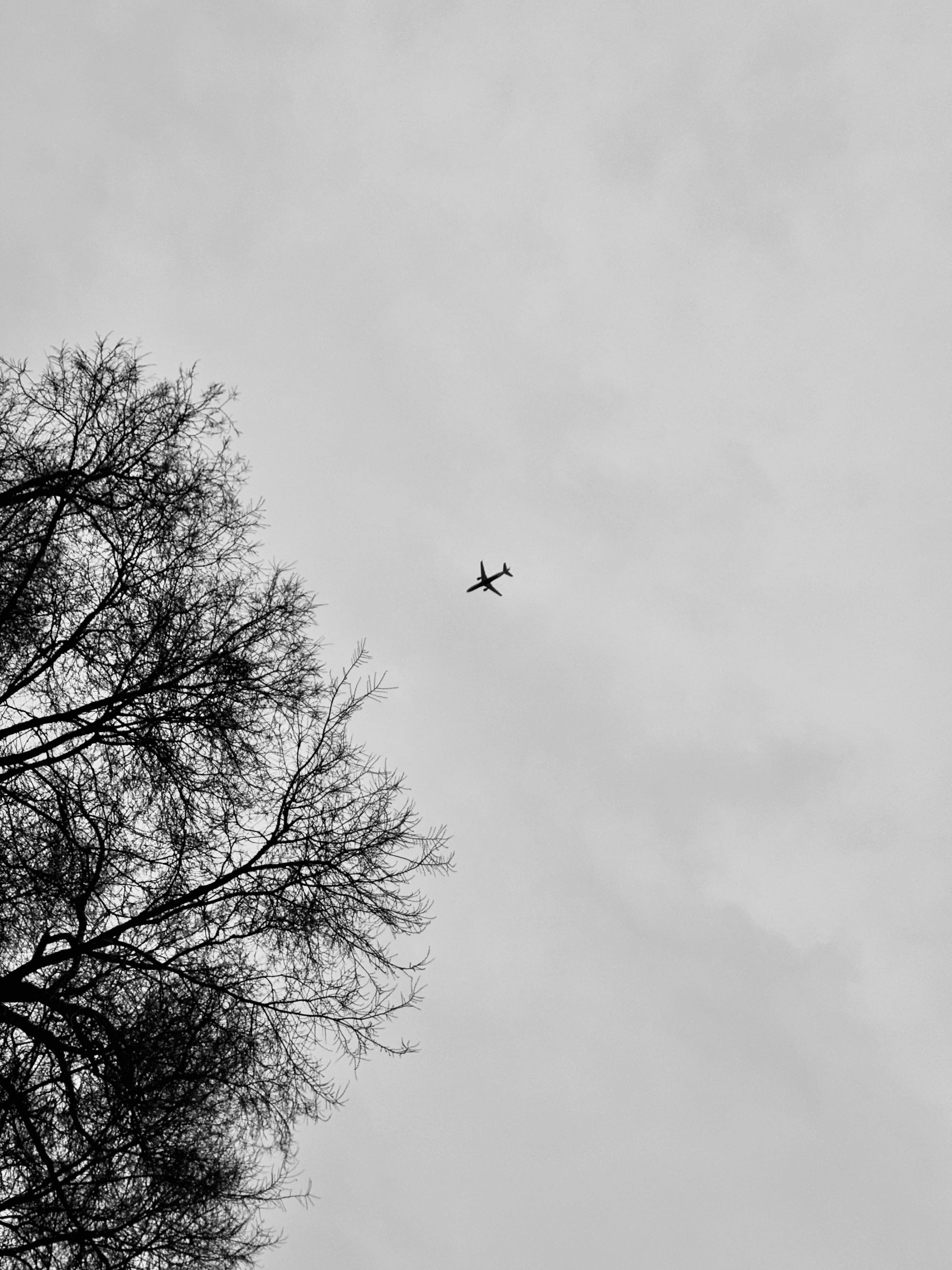 Airplane Flying Over Tree on Cloudy Day · Free Stock Photo