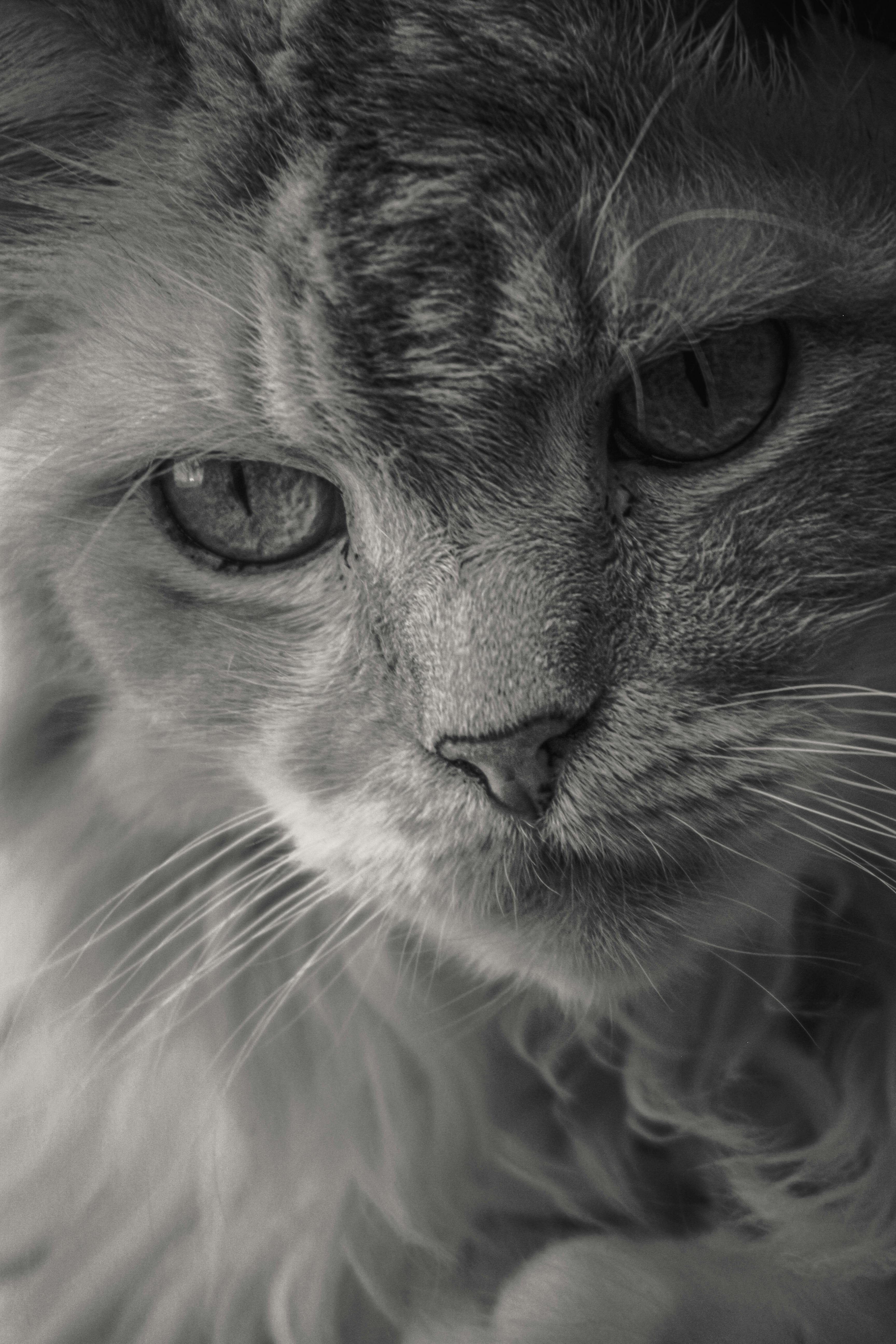 Grayscale Cat Photos, Download The BEST Free Grayscale Cat Stock Photos ...
