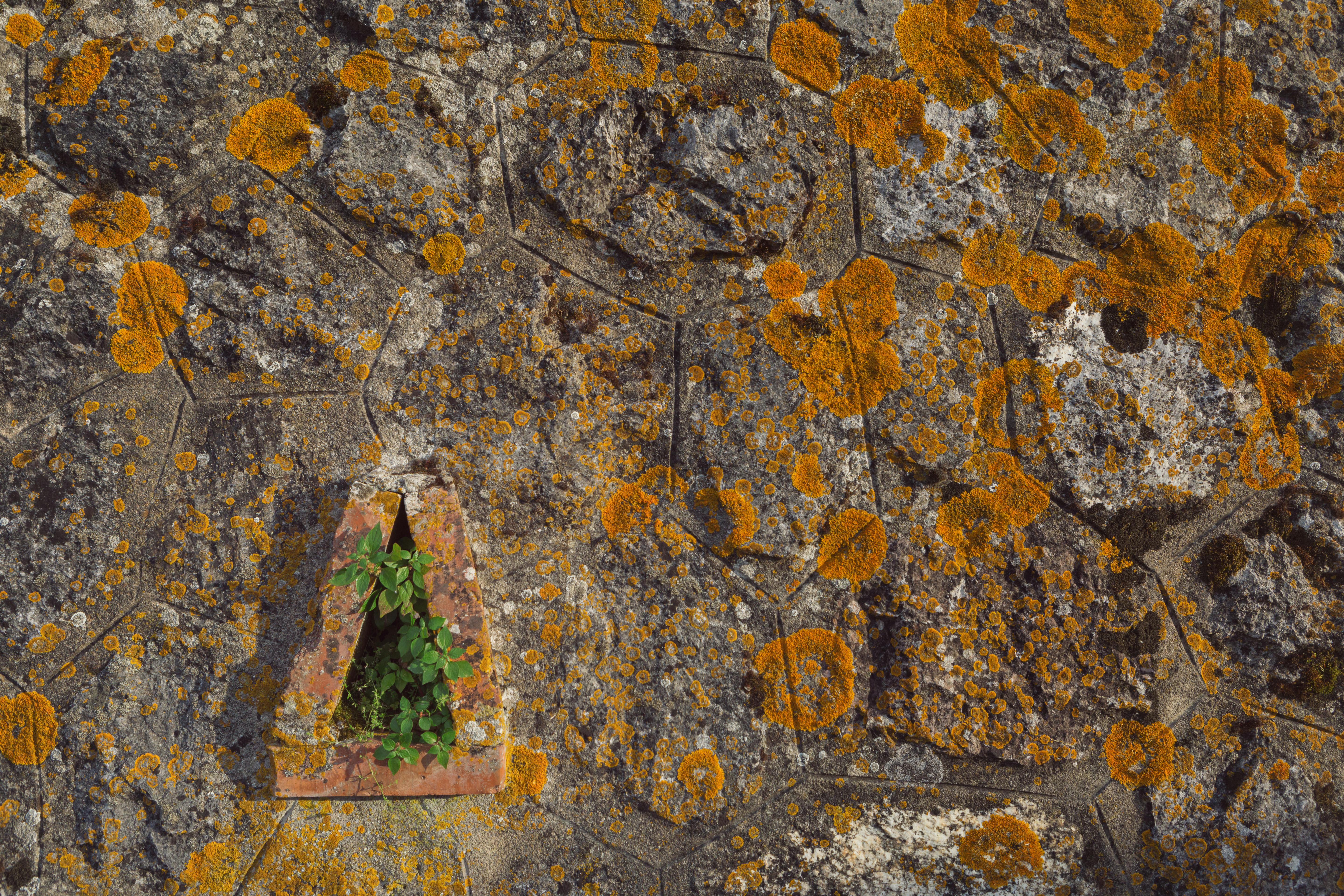 Textured Stone Wall with Vibrant Lichen in Savoca · Free Stock Photo
