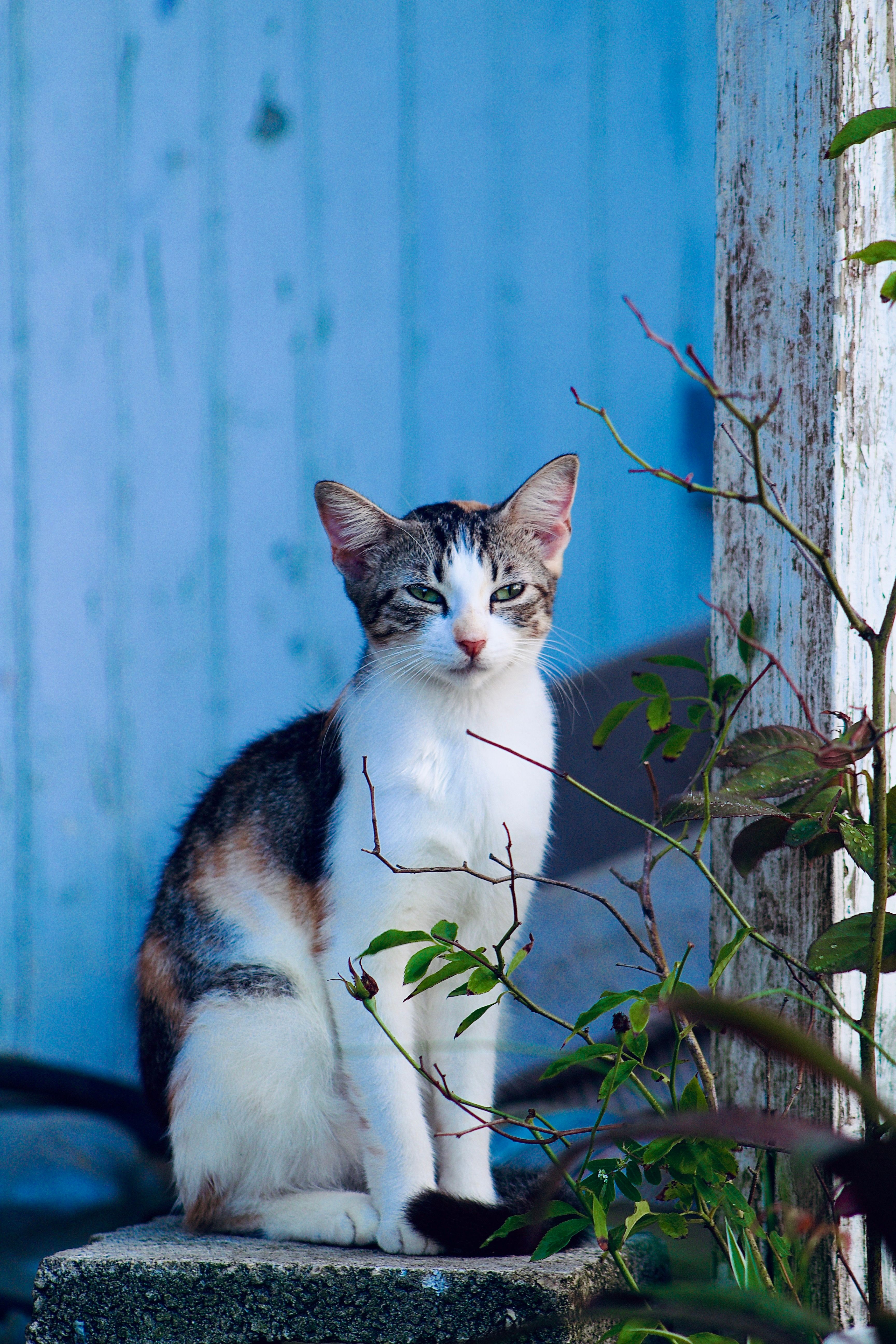 Pet Animal Photos, Download The BEST Free Pet Animal Stock Photos & HD ...