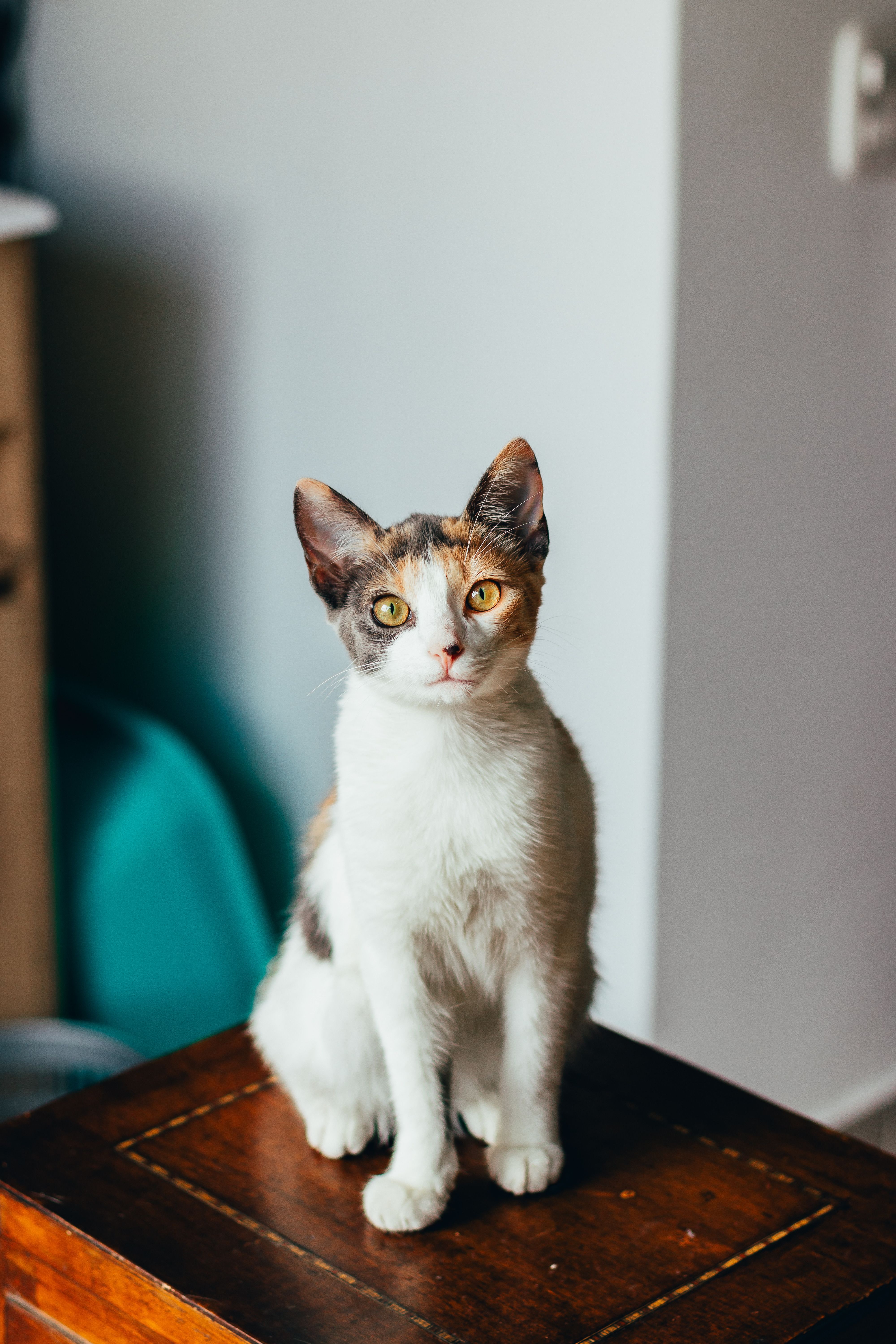 Charming Calico Cat Sitting Indoors · Free Stock Photo
