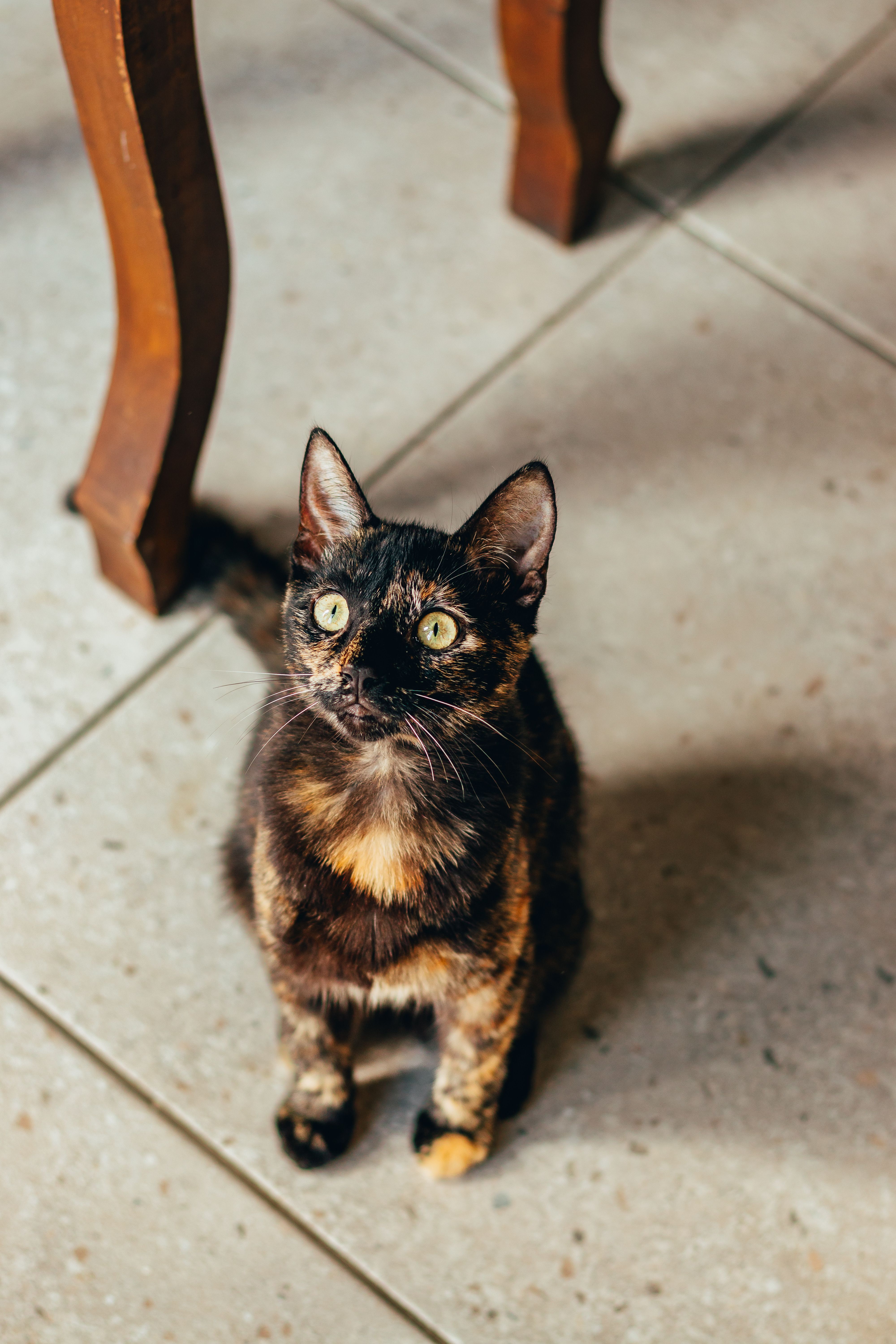 Close-up of a Tortoiseshell Cat Looking Up Indoors · Free Stock Photo