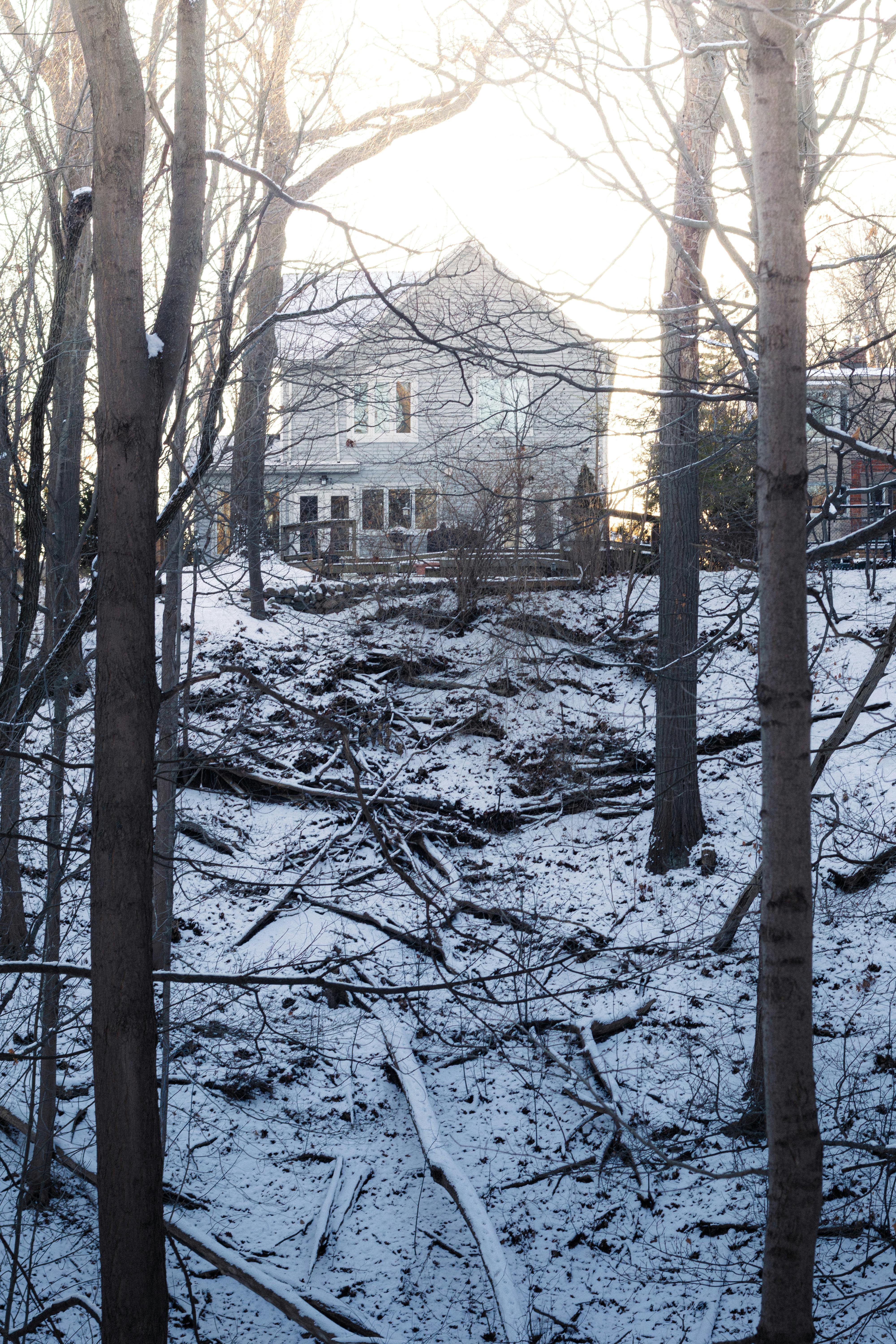 Conifer Trees In The Woods In Winter · Free Stock Photo