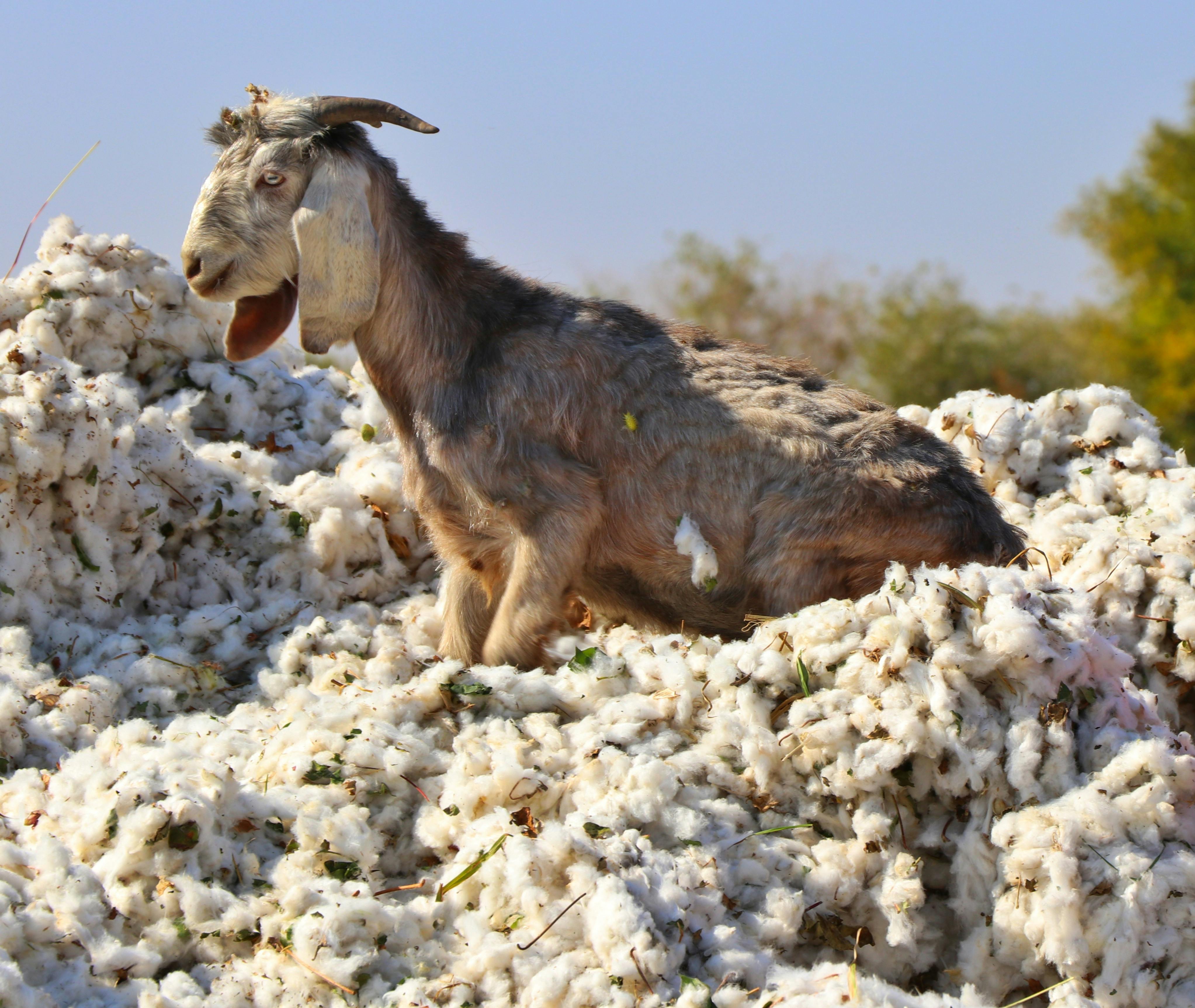 Goat Resting on Pile of Cotton Outdoors · Free Stock Photo