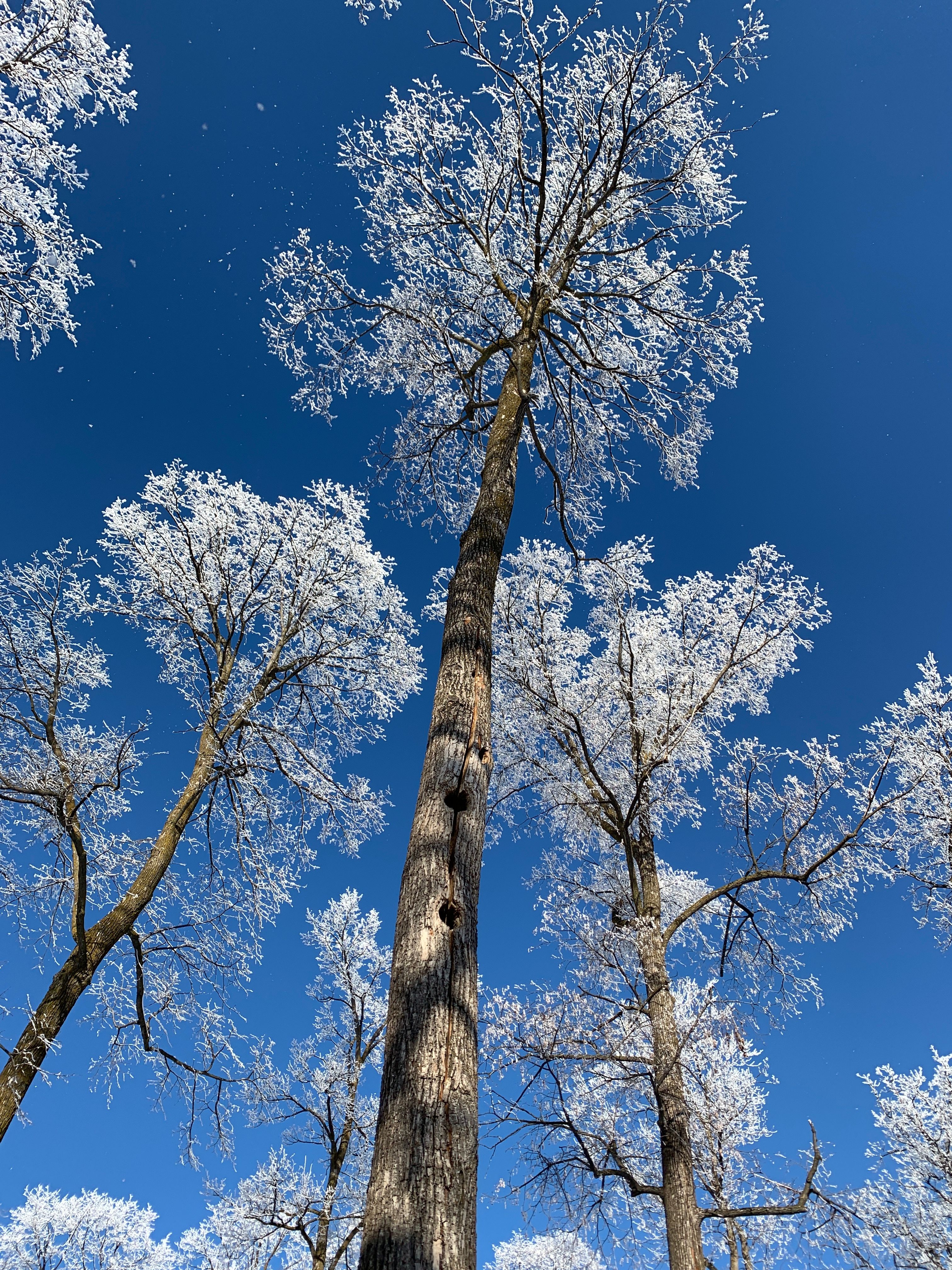 Frosty Trees Against Clear Blue Sky · Free Stock Photo
