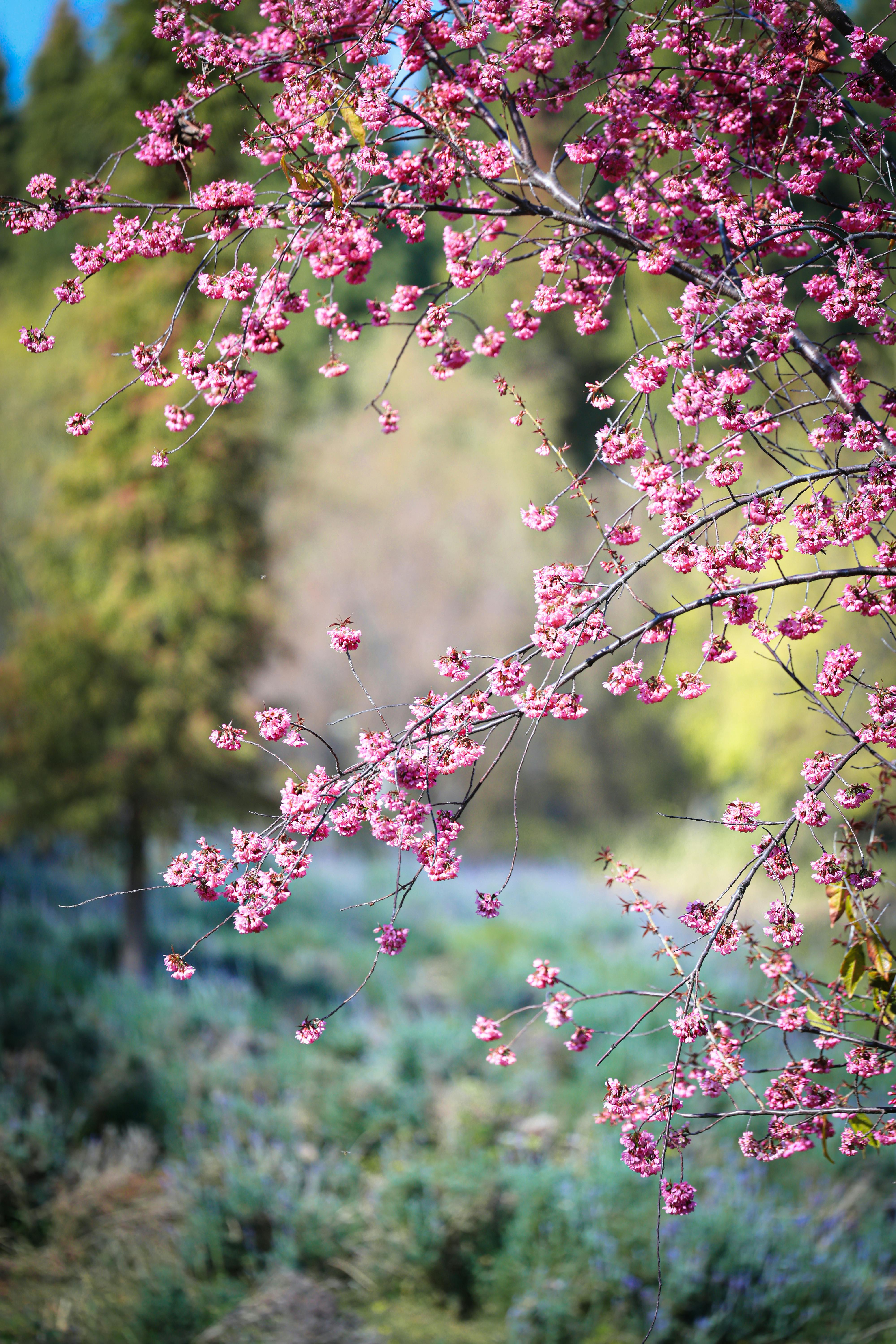 Pink Leafed Trees on Green Grass Field · Free Stock Photo