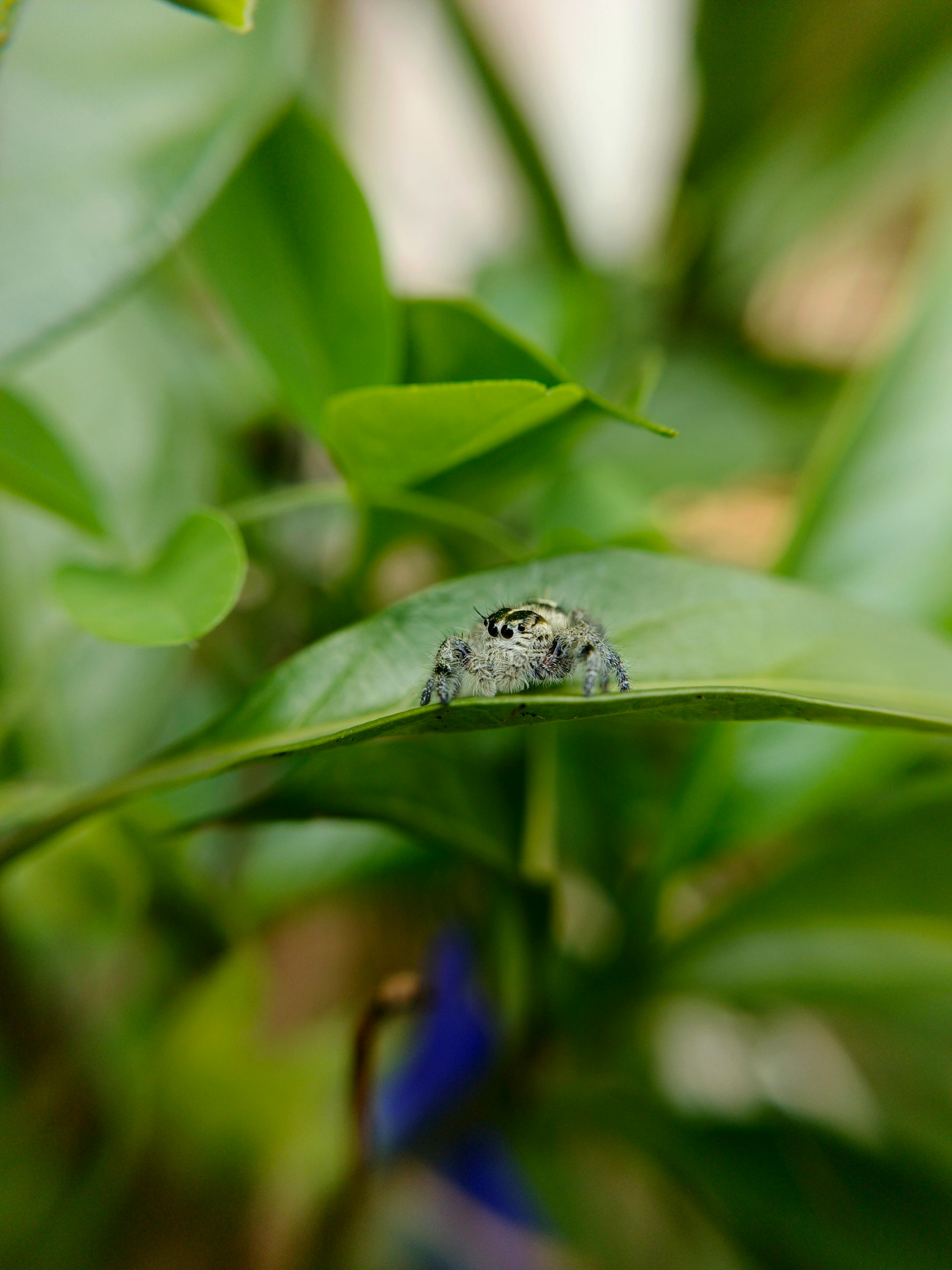 Close-Up of Jumping Spider on Leaf in Indonesia · Free Stock Photo