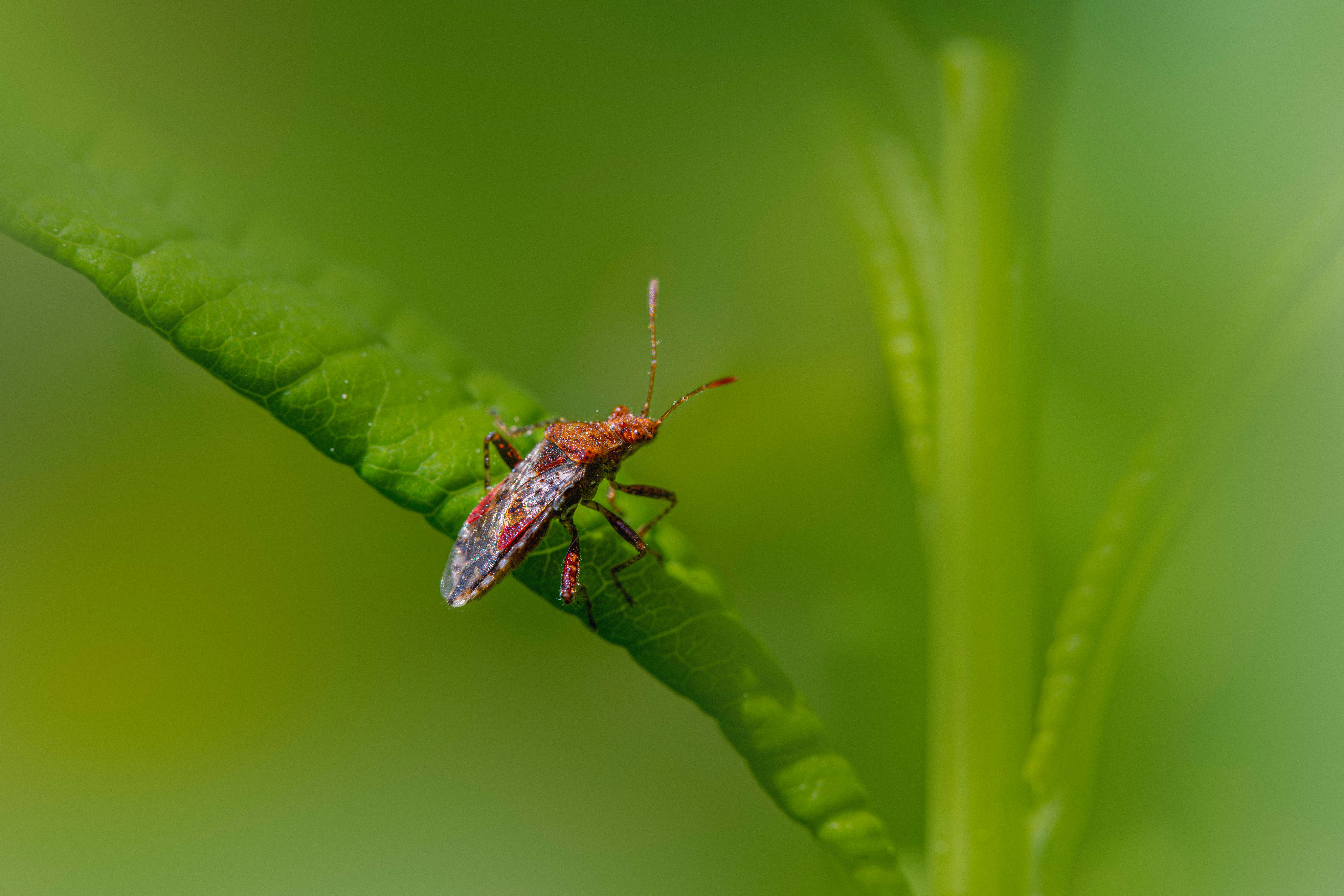 Macro Shot of Scentless Plant Bug on Green Leaf · Free Stock Photo