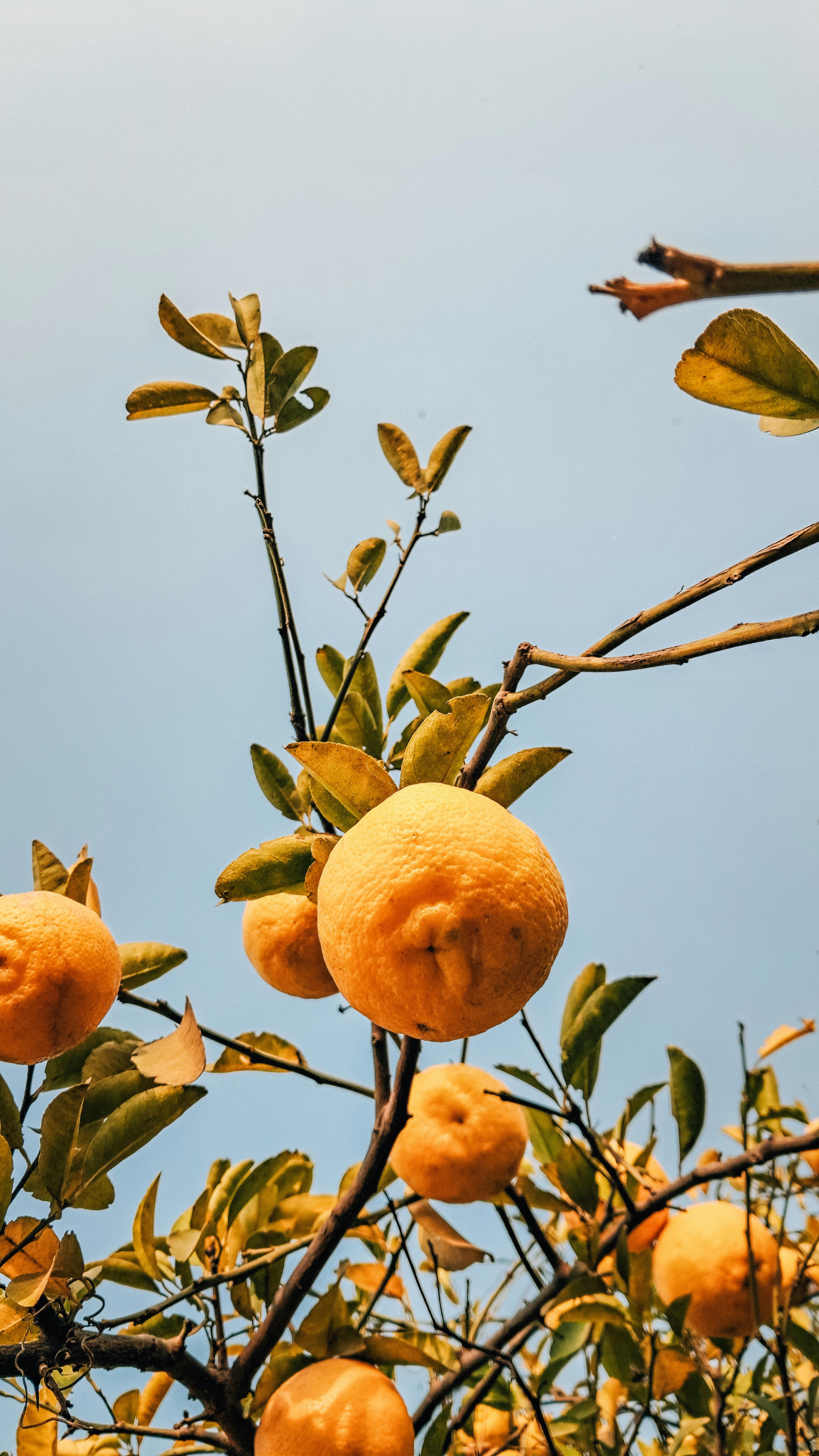 Fresh Citrus Fruits on Tree Against Blue Sky · Free Stock Photo