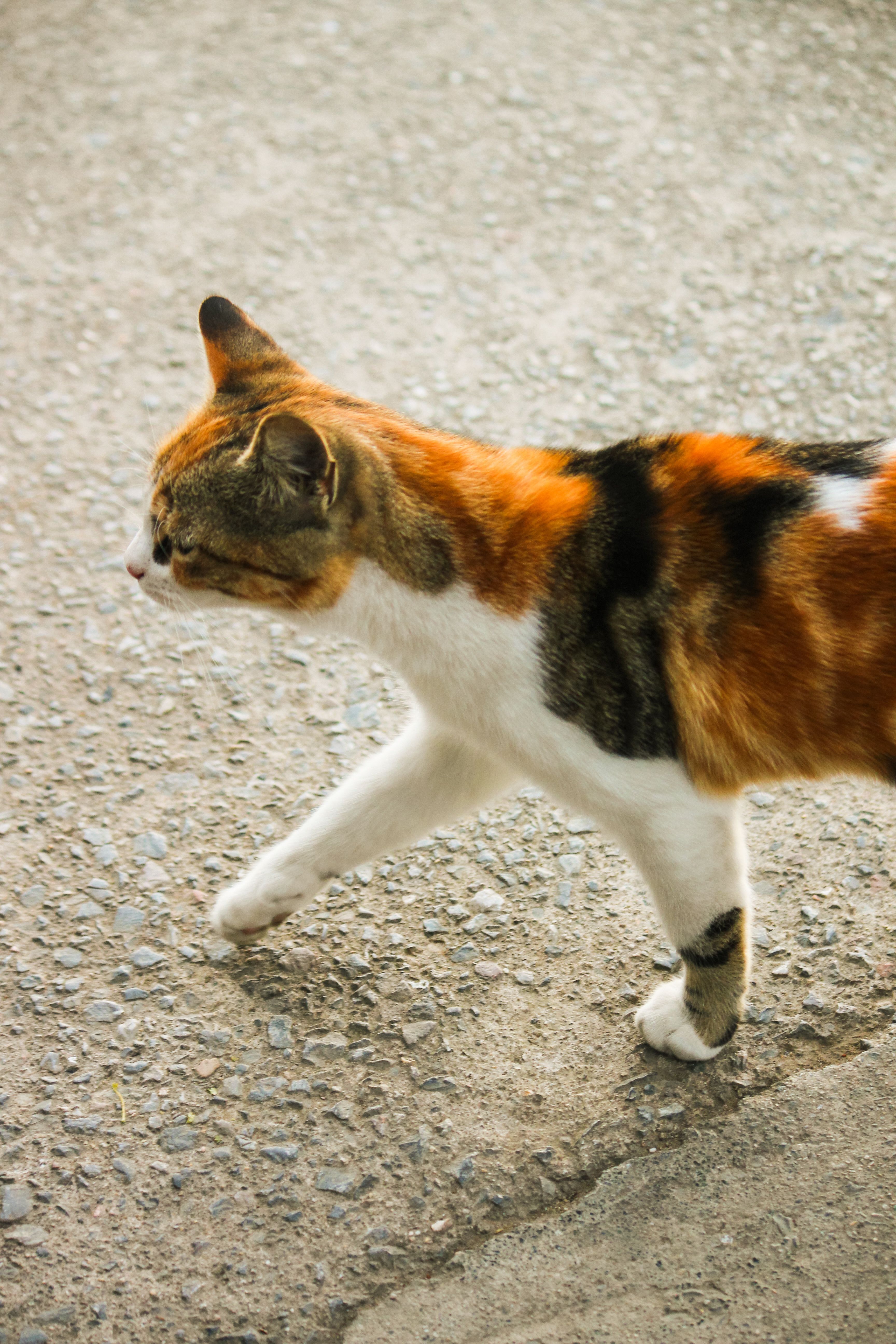 Calico Cat Walking Outdoors on Sunny Day · Free Stock Photo