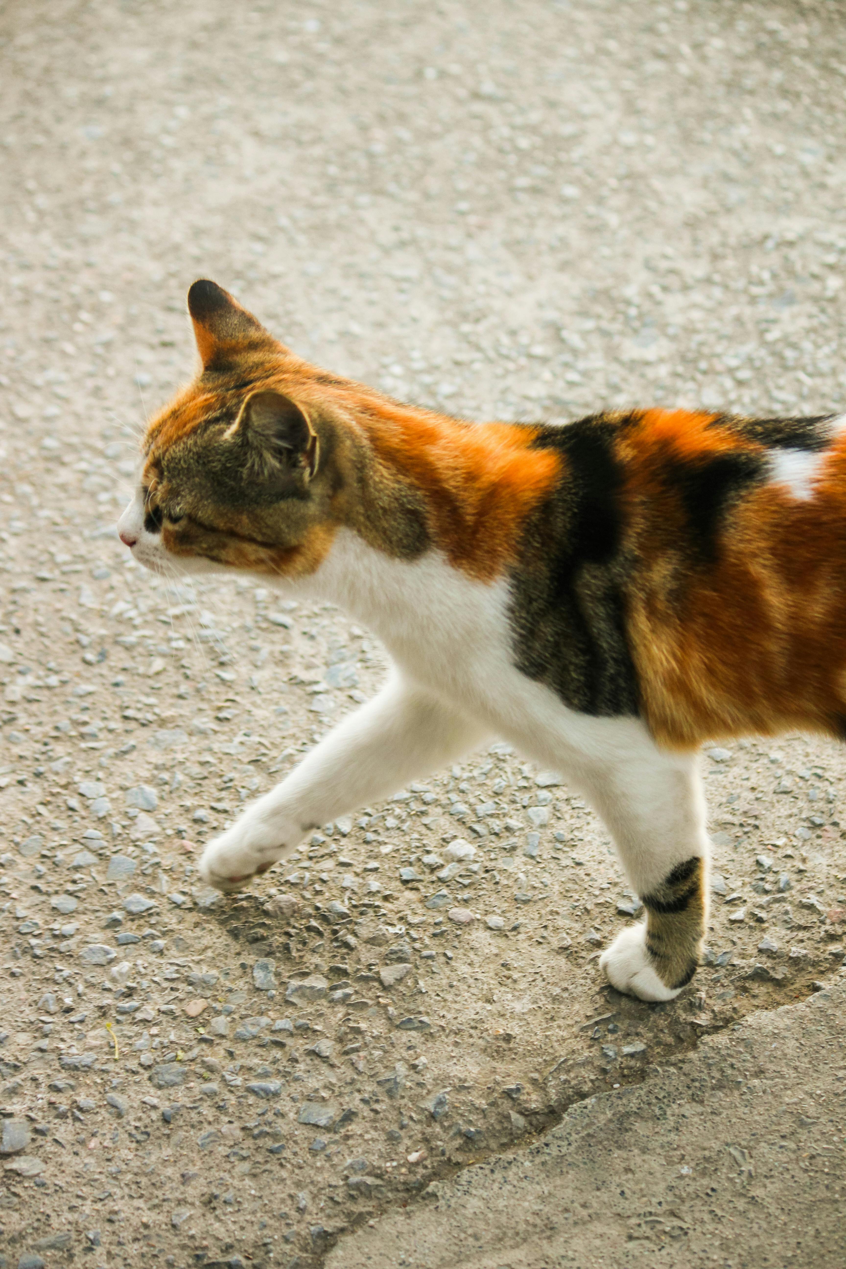 Cat Side Profile Photos, Download The BEST Free Cat Side Profile Stock ...