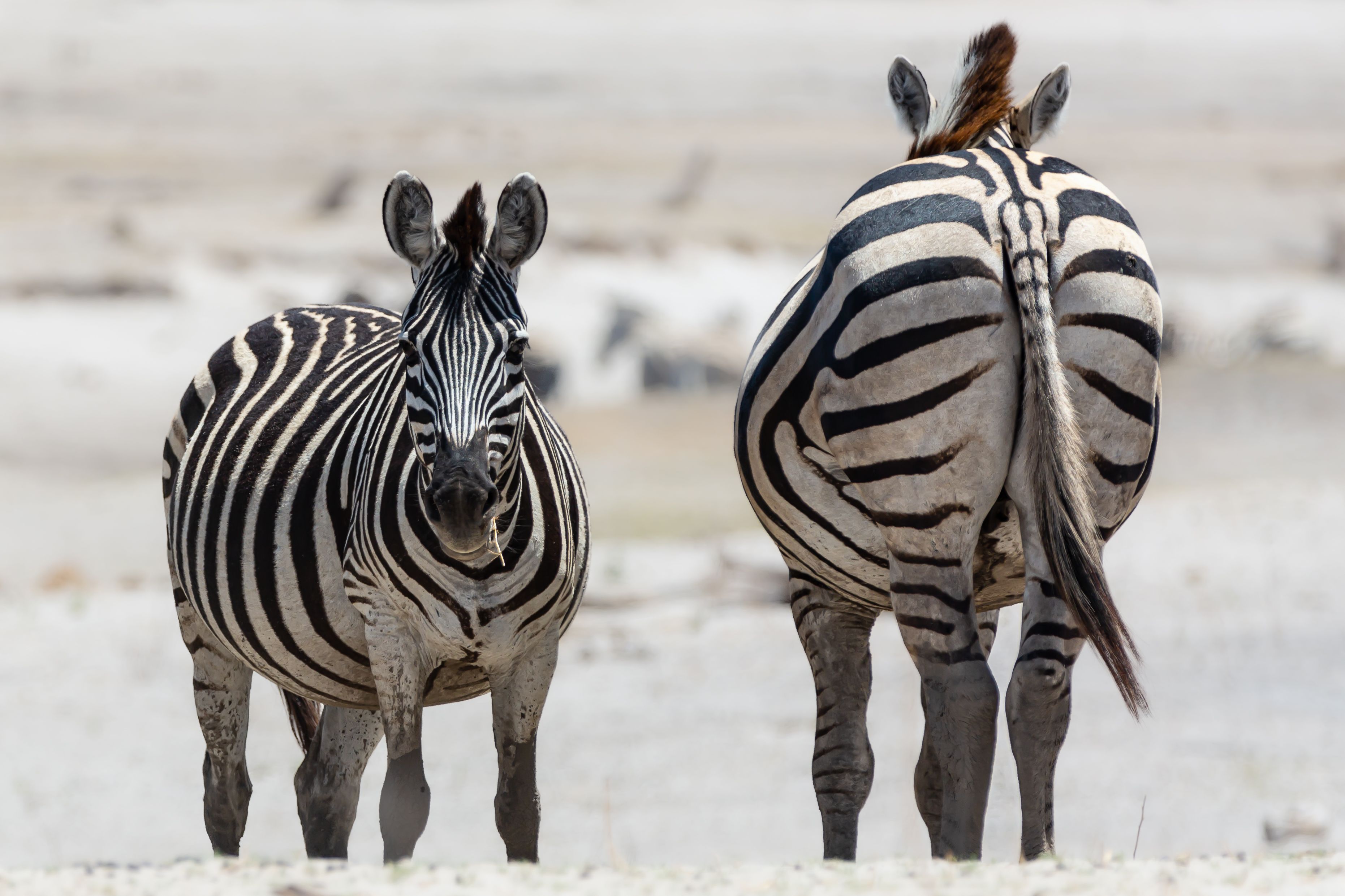Plains Zebras Standing in Arid Landscape · Free Stock Photo