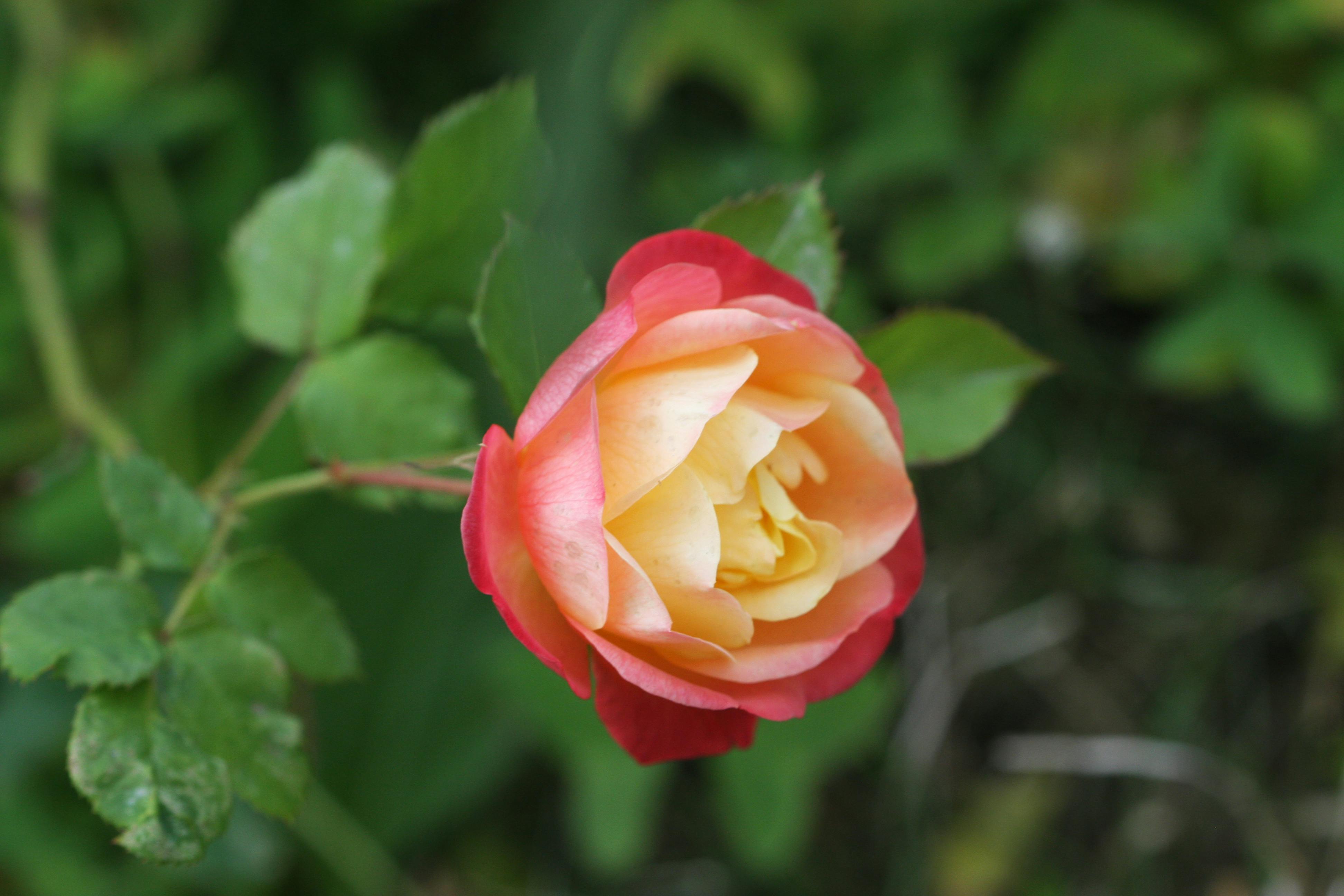 Moving Rose 4k Wallpaper Photos, Download The BEST Free Moving Rose 4k Wallpaper Stock Photos ...