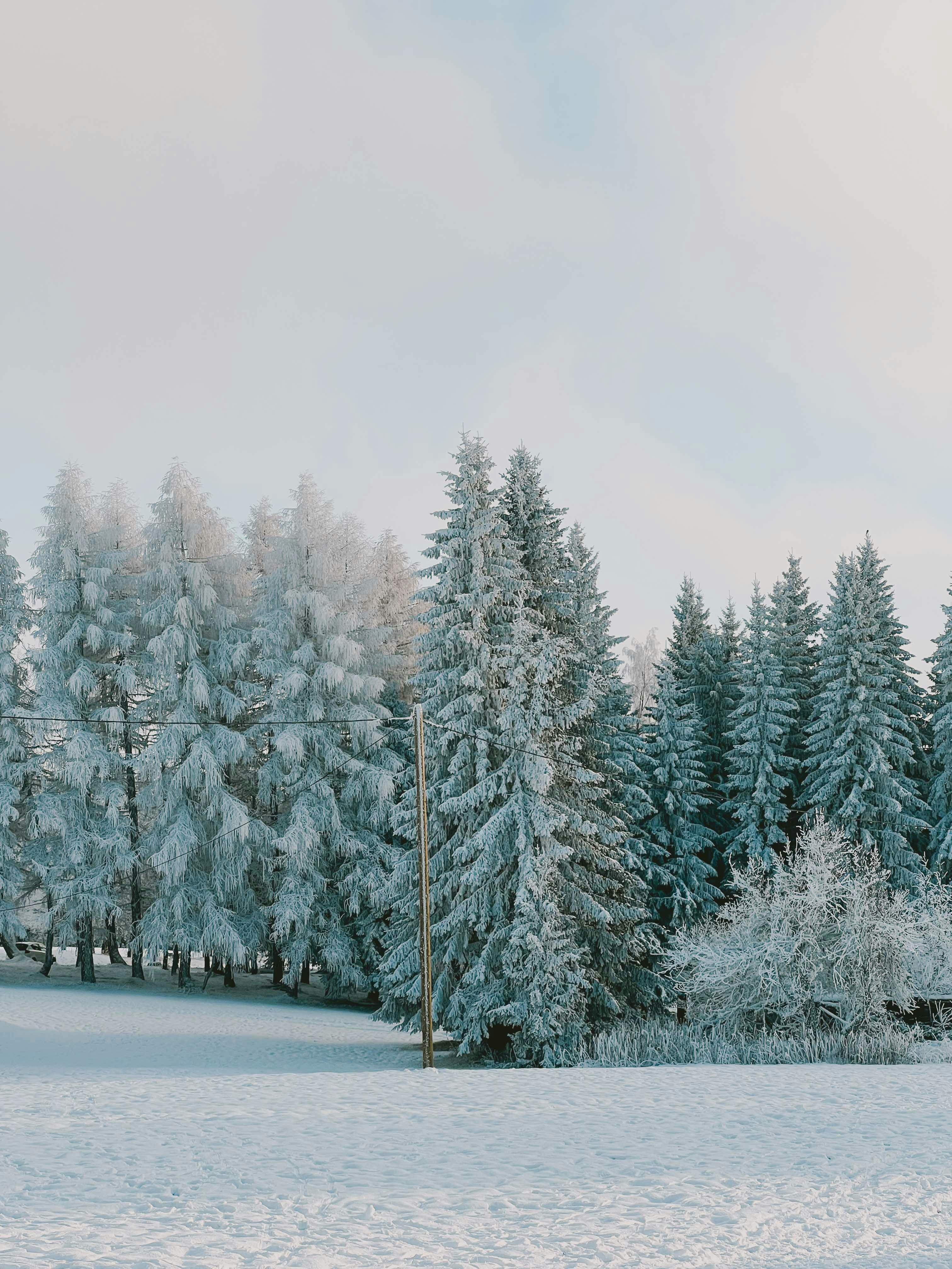 Snowy Forest Landscape in Winter Auvergne · Free Stock Photo