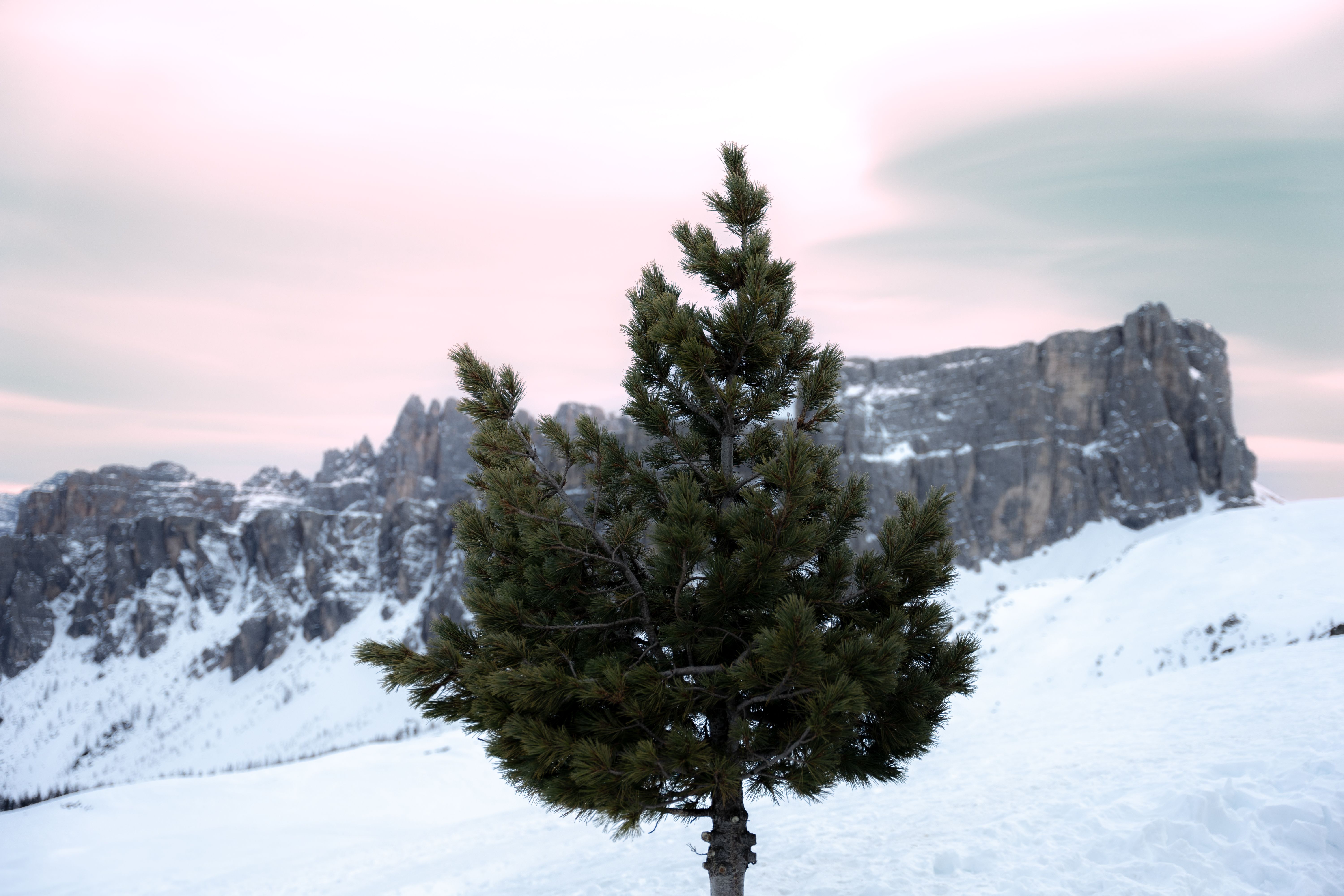 Lone Pine Tree in Snowy Mountain Landscape · Free Stock Photo