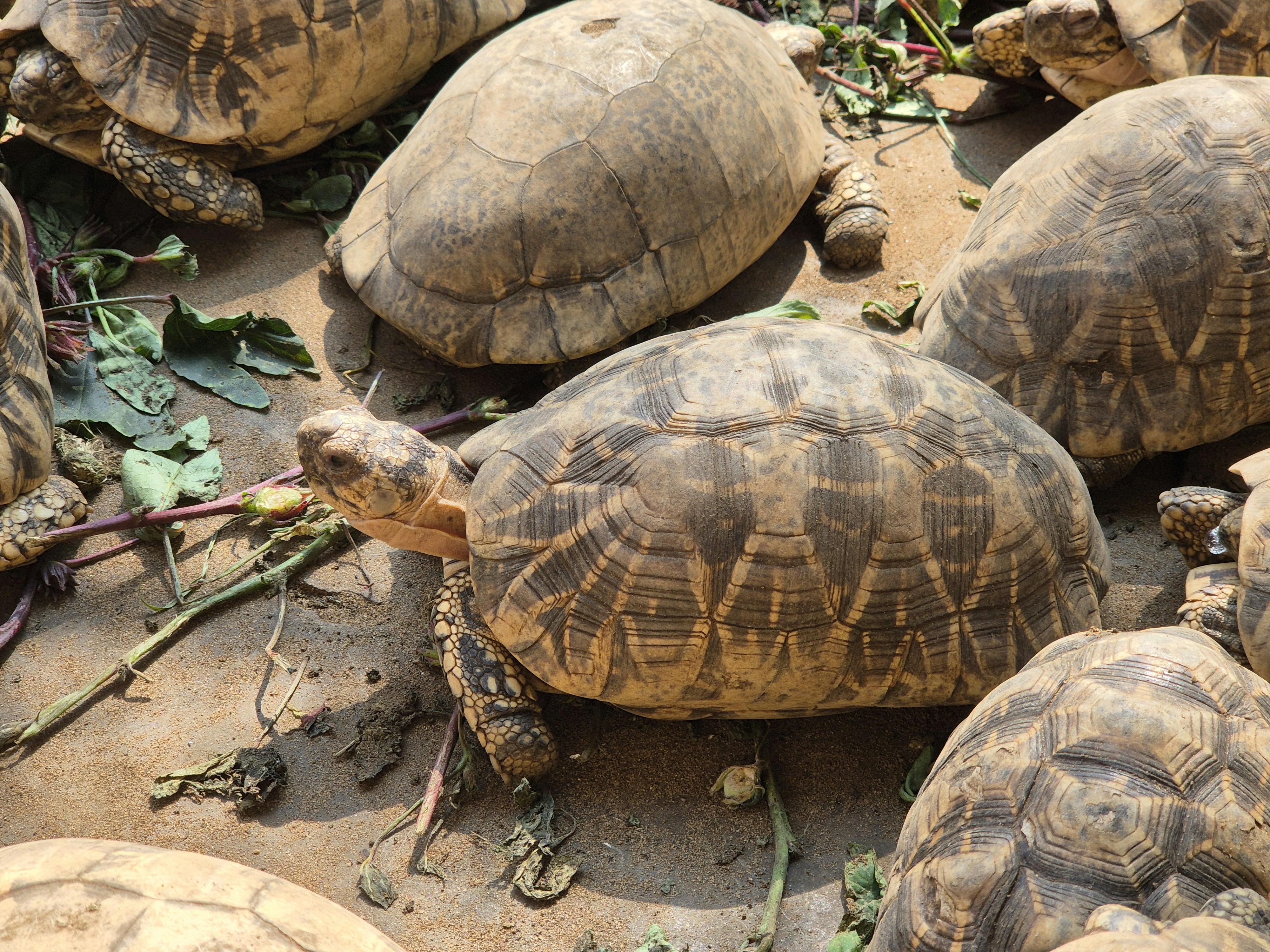Indian Star Tortoises in Natural Habitat · Free Stock Photo