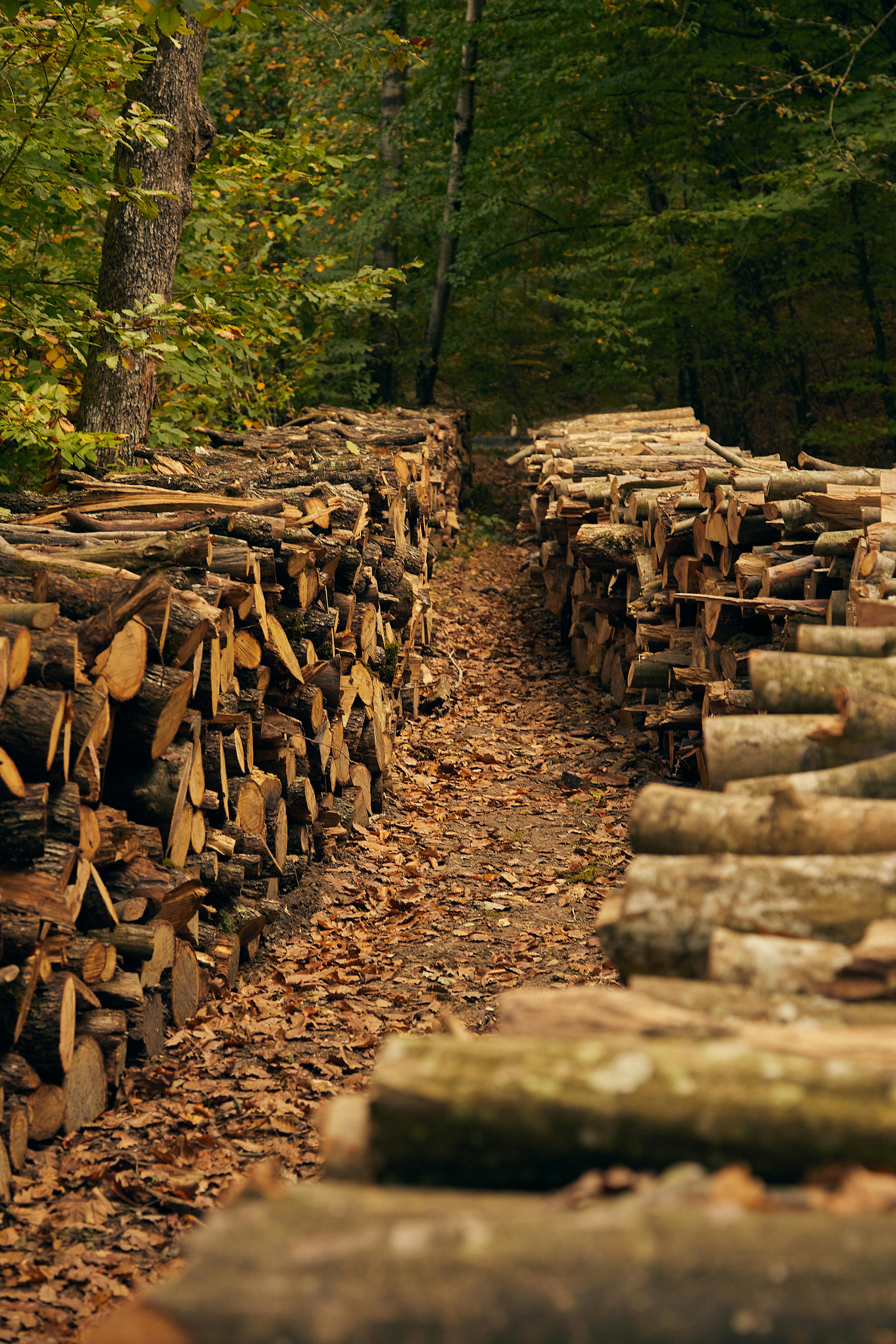 Autumn Forest Path with Stacked Logs · Free Stock Photo