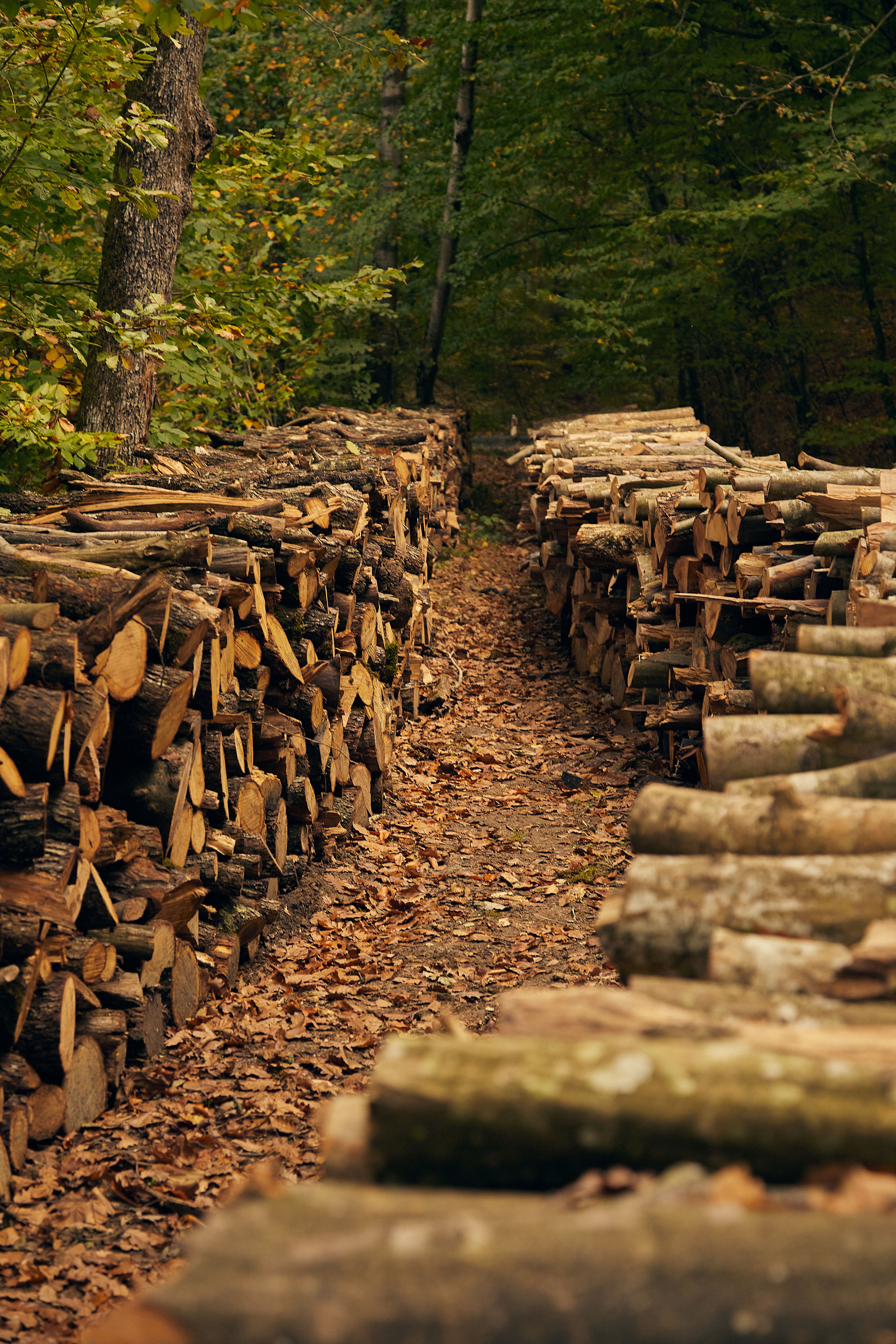 Autumn Forest Path with Stacked Logs · Free Stock Photo