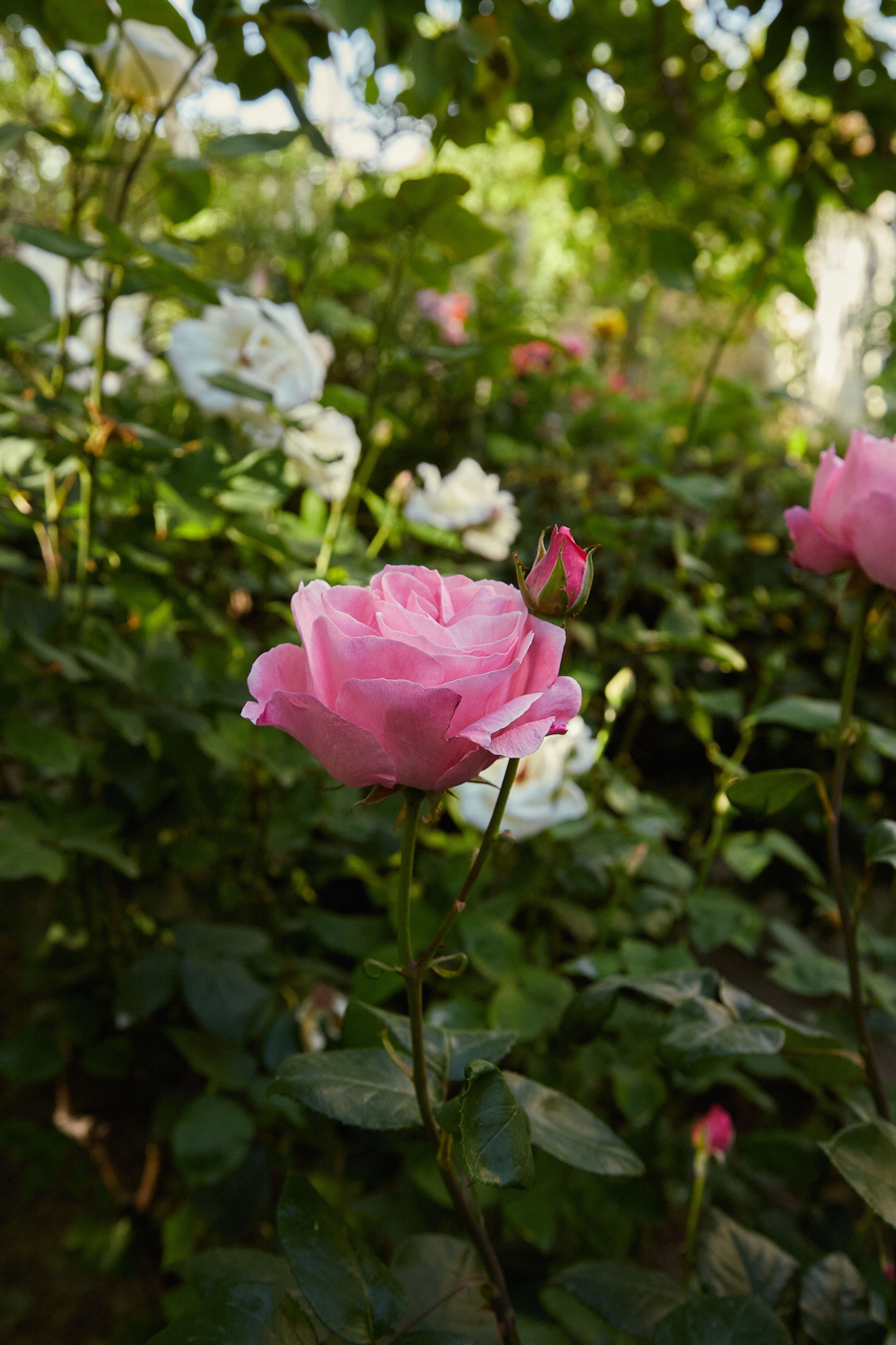 Vibrant Pink Rose Blooming in Sunny Garden · Free Stock Photo
