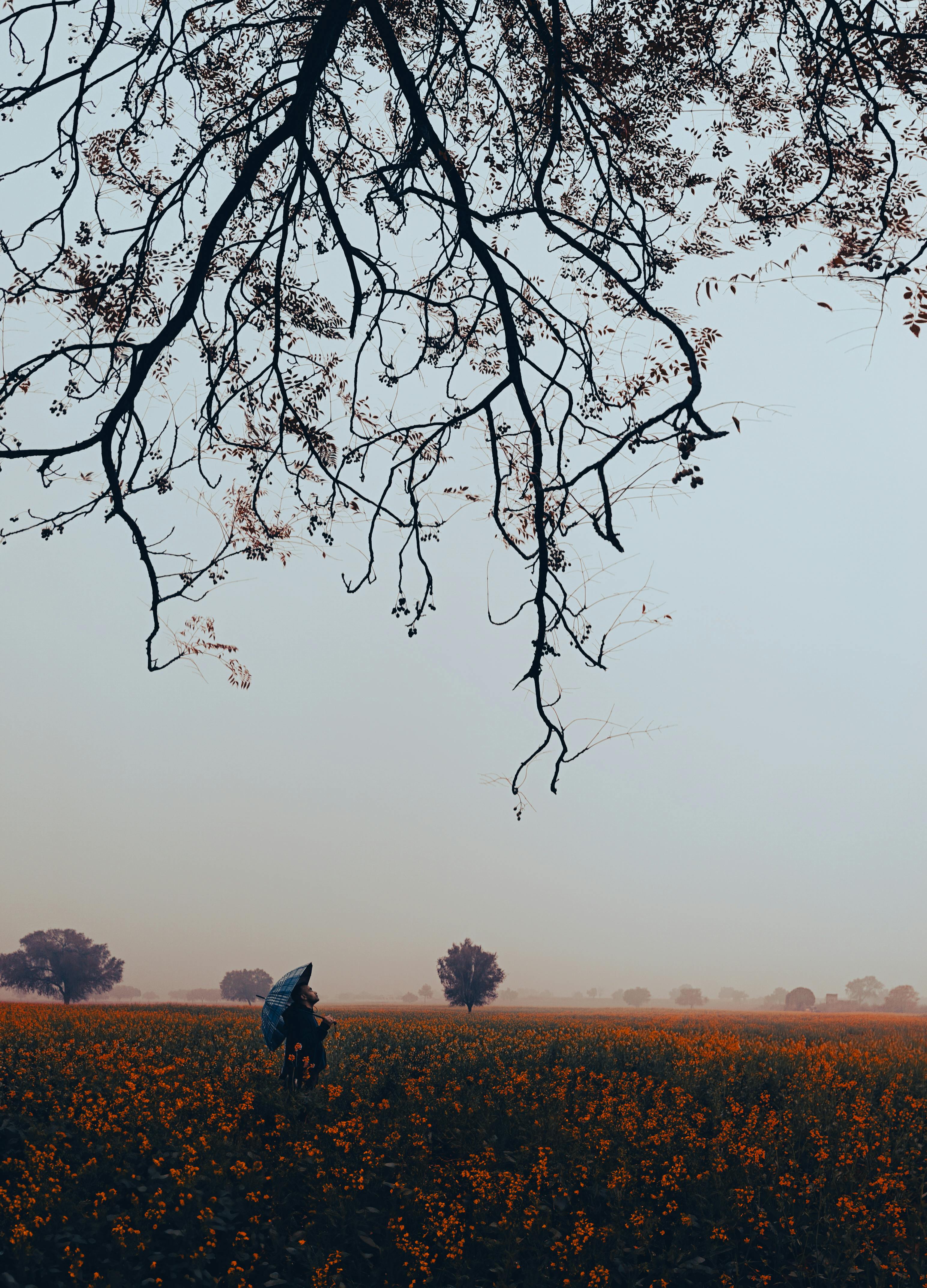 Sarso Flower Photos, Download The BEST Free Sarso Flower Stock Photos ...