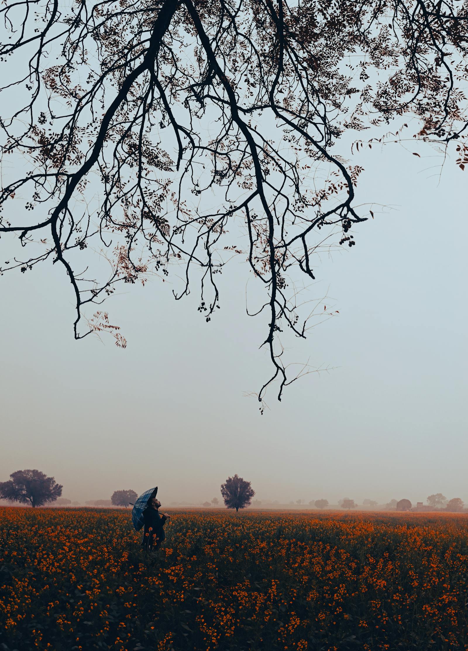 Mustard Tree Photos, Download The BEST Free Mustard Tree Stock Photos ...