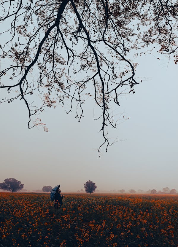 Mustard Tree Photos, Download The BEST Free Mustard Tree Stock Photos ...