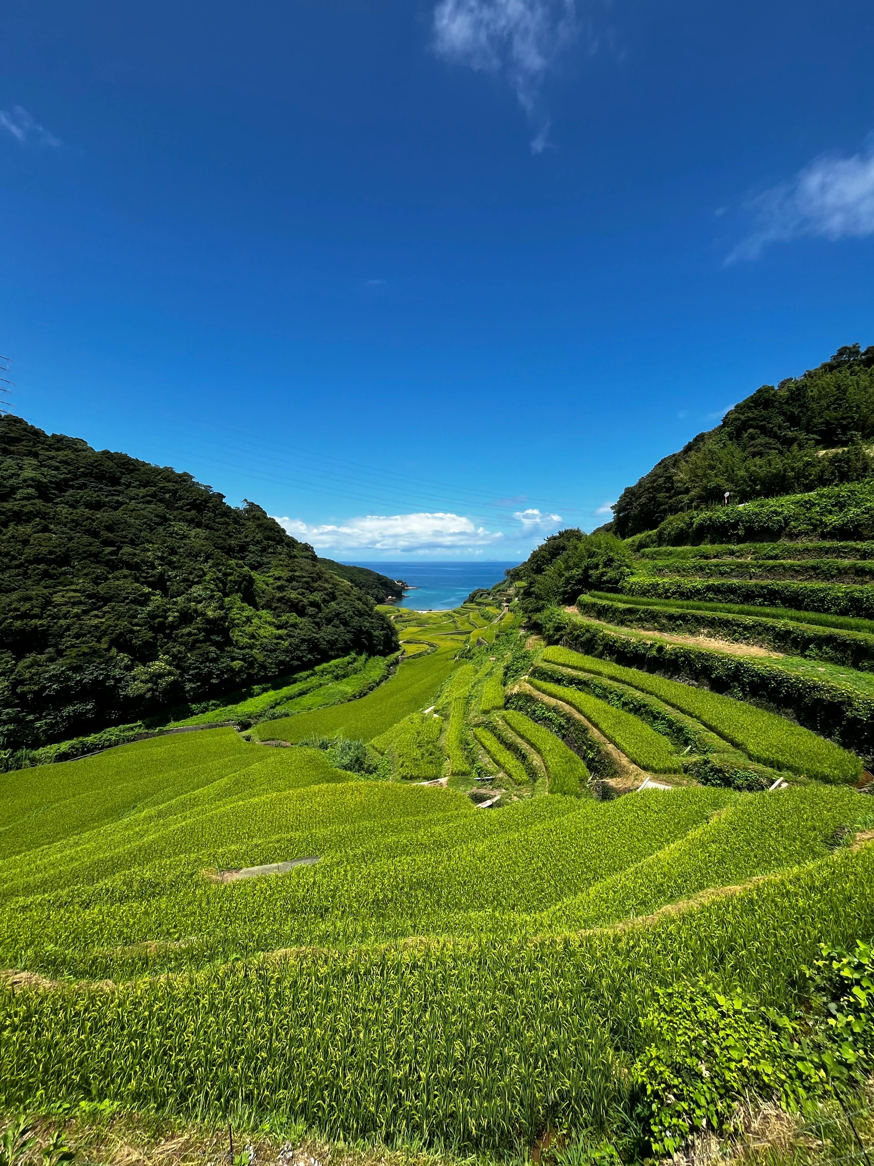 Scenic Rice Terraces of Japan under Blue Sky · Free Stock Photo
