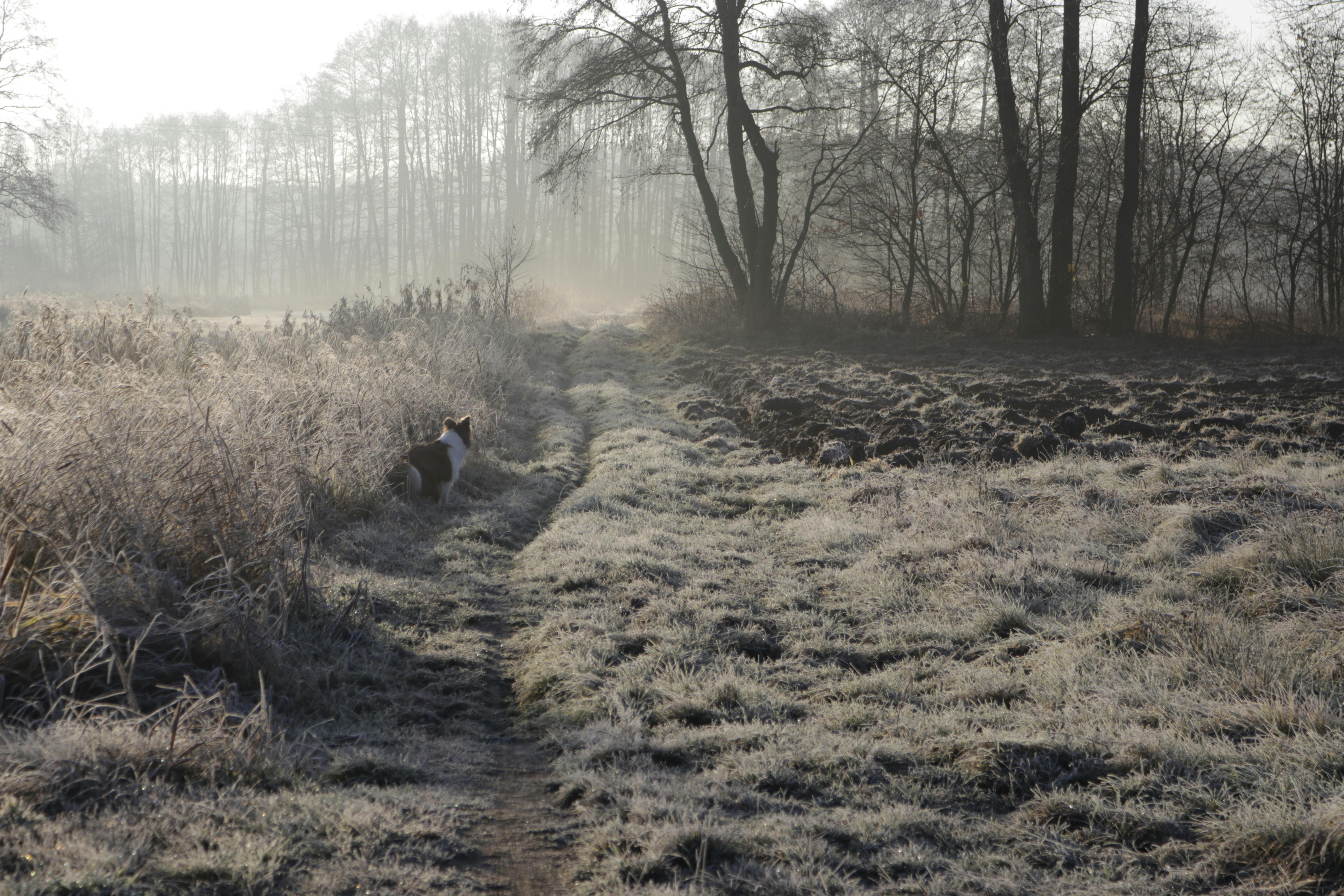 Mist Dog Photos, Download The BEST Free Mist Dog Stock Photos & HD Images
