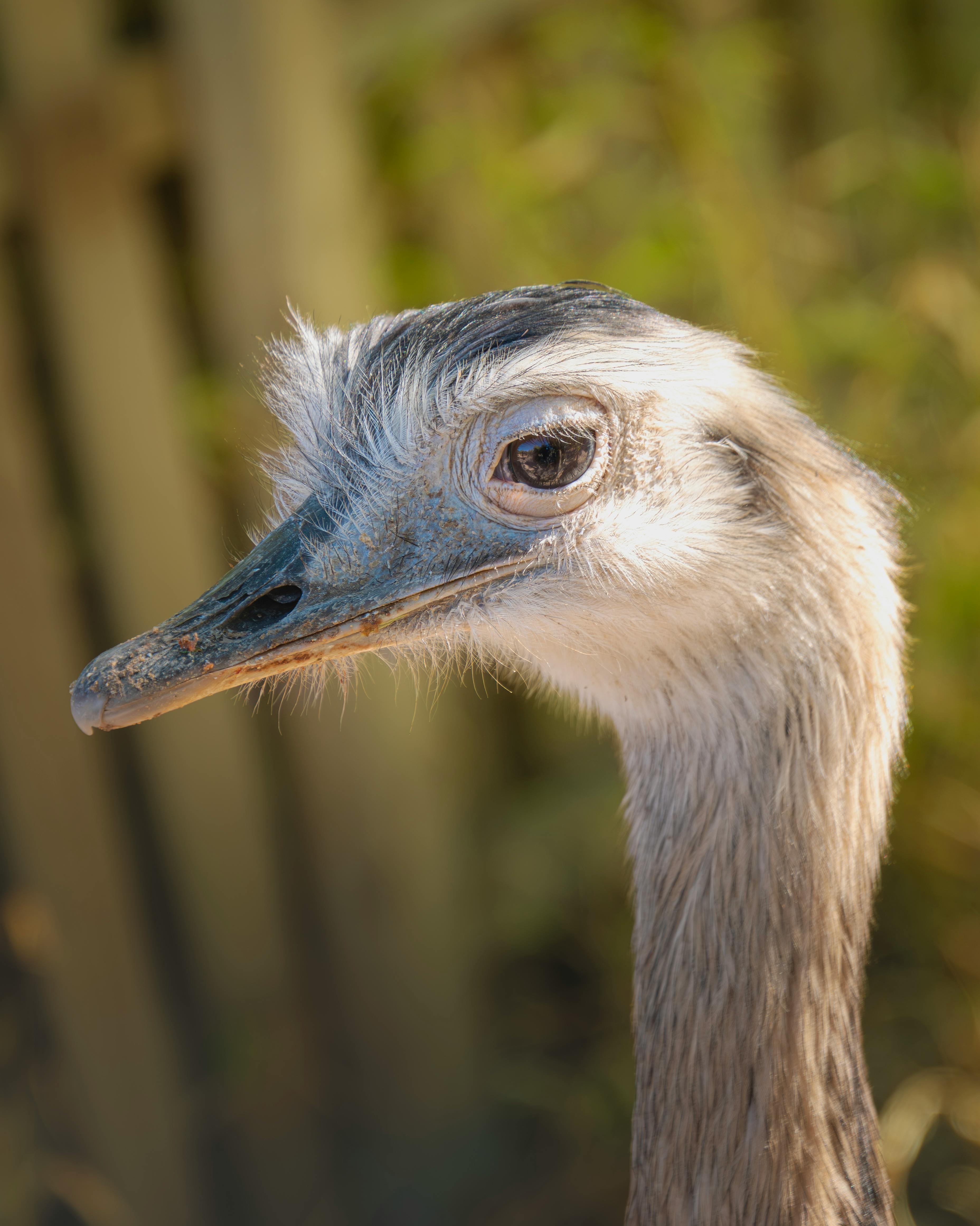 Close-up of a Rhea Bird in Natural Habitat · Free Stock Photo
