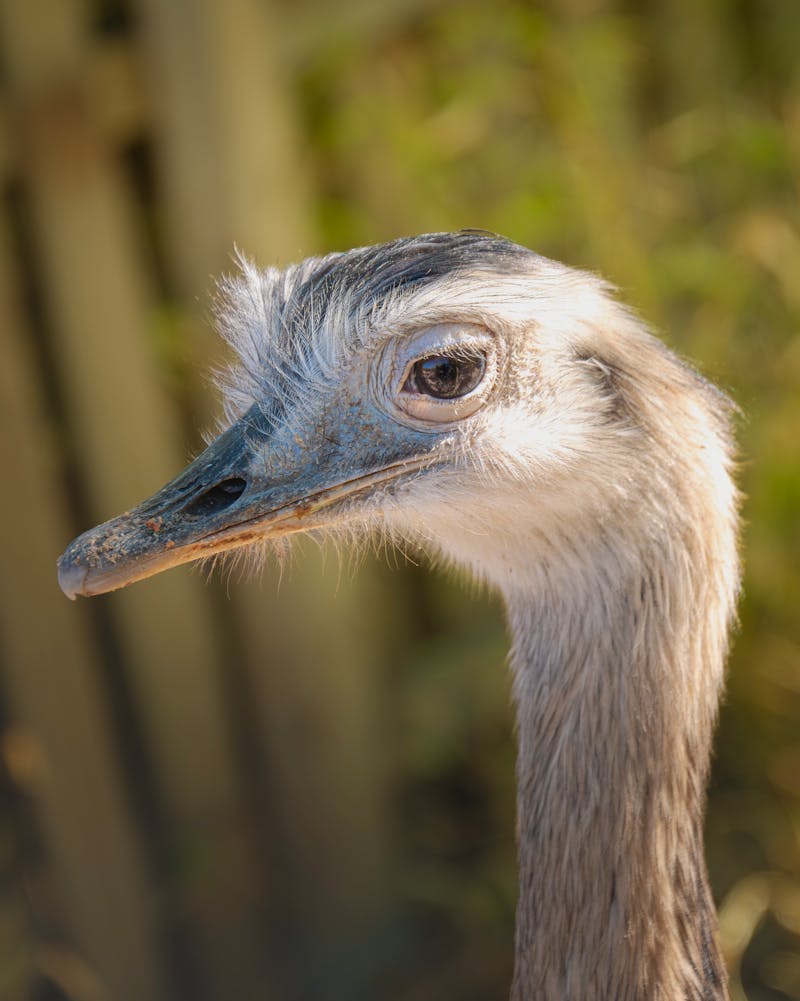 Rhea Bird Photos, Download The BEST Free Rhea Bird Stock Photos & HD Images