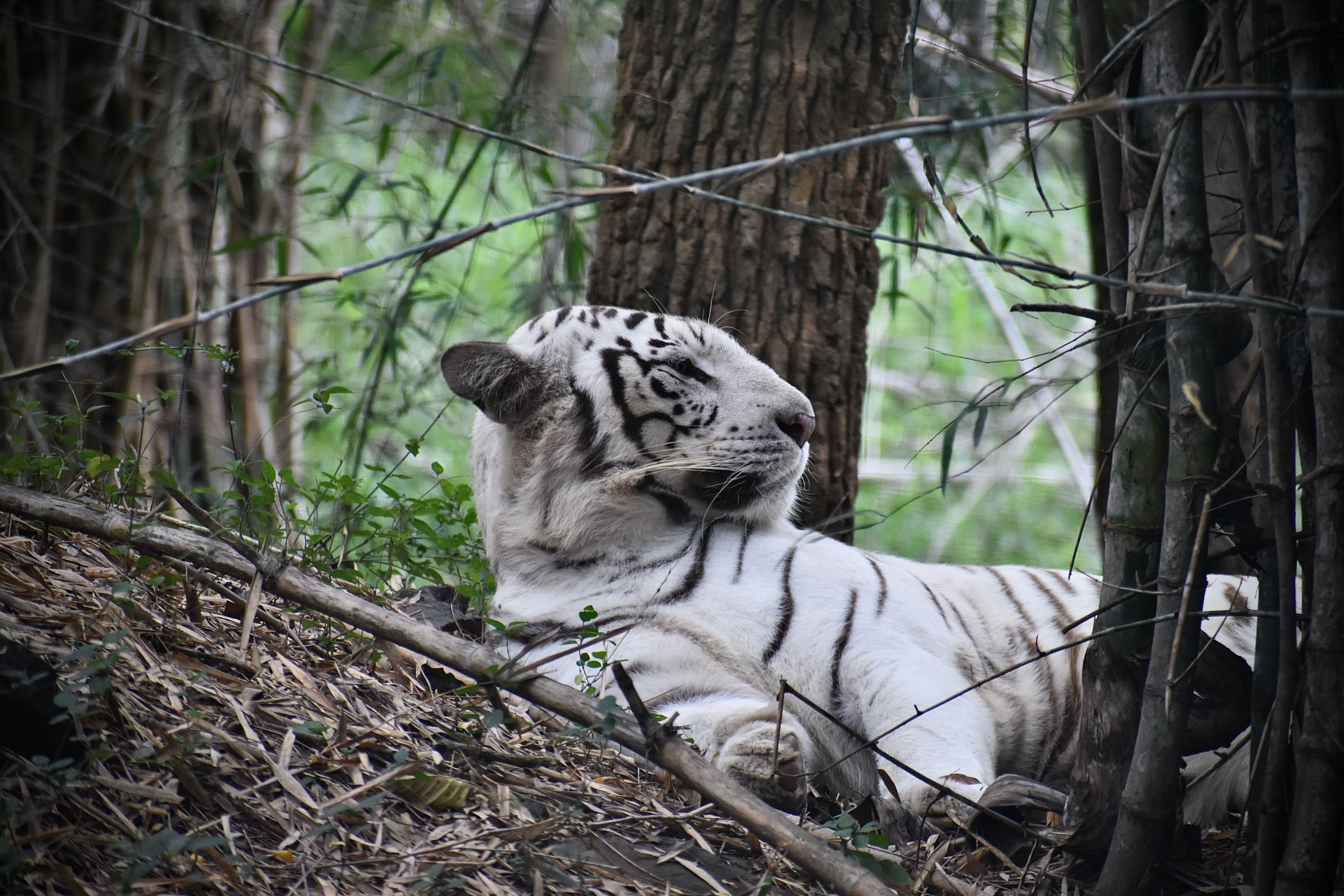 Majestic White Tiger Resting in Forest Habitat · Free Stock Photo