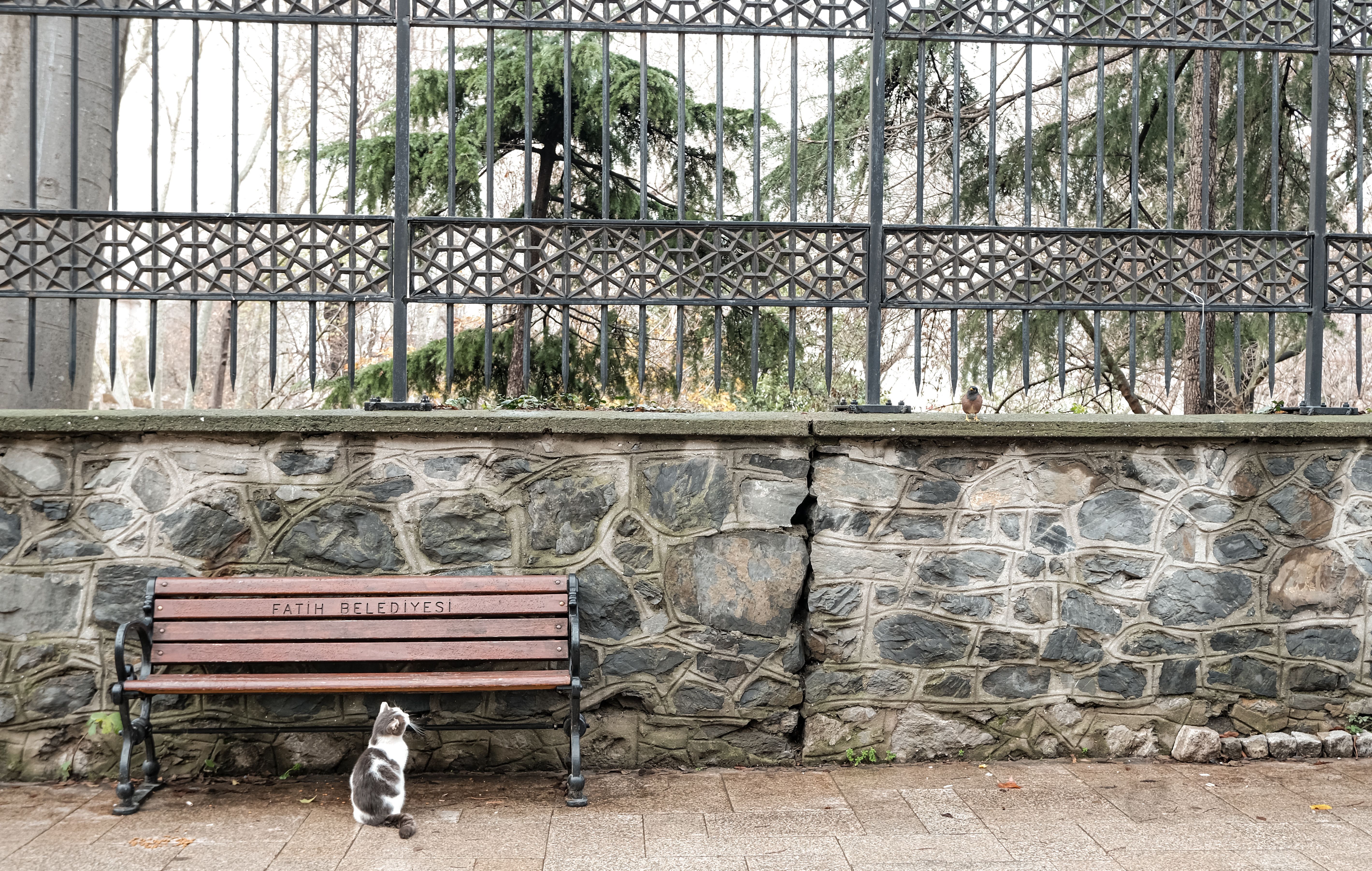 Street Scene with Cat and Bench Outdoors · Free Stock Photo